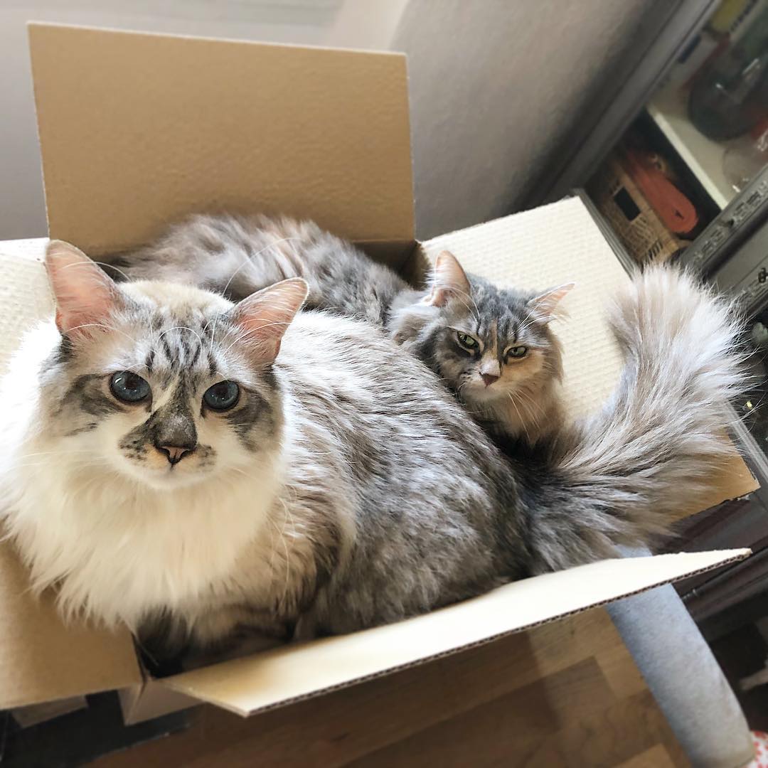 In the box | Scrolller