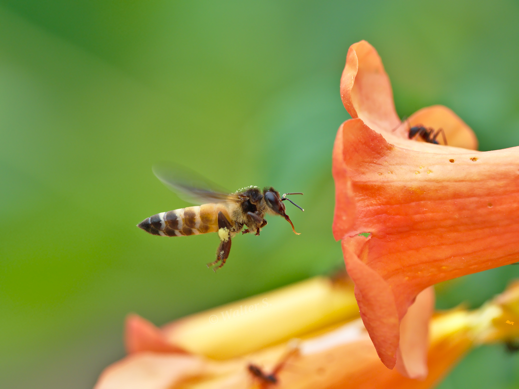 Indian giant honey bee, Olympus OM-D E-M1 Mark II, Olympus 300 mm f/4 | Scrolller