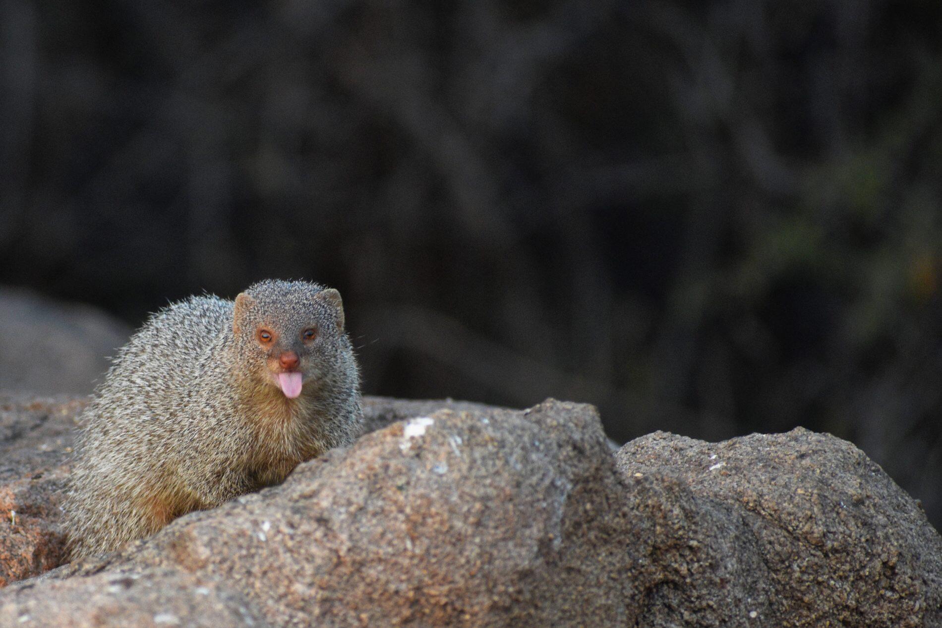 🔥 Indian grey mongoose poking his tongue out | Scrolller