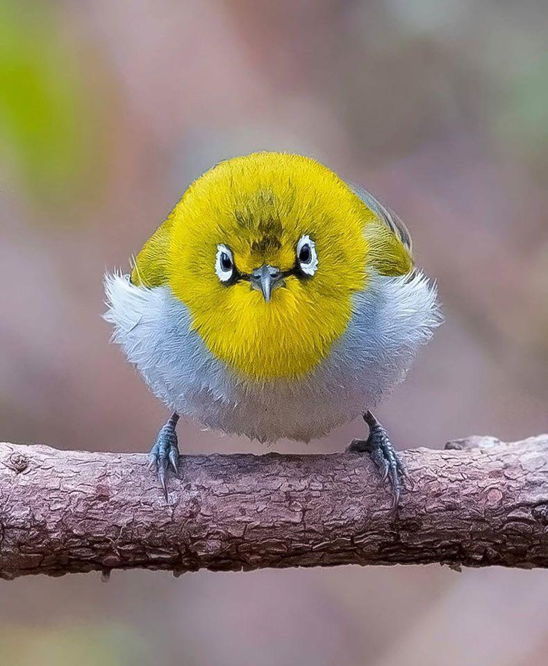 Indian White Eye | Scrolller