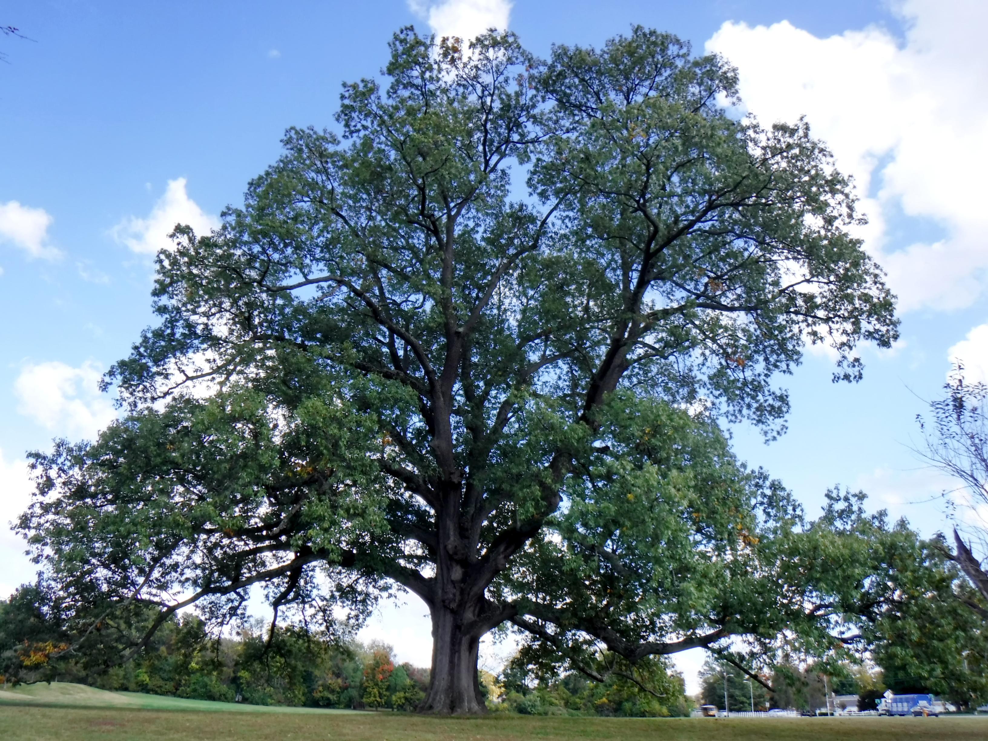 Indiana's Oldest Cherrybark Oak Tree (Evansville) | Scrolller