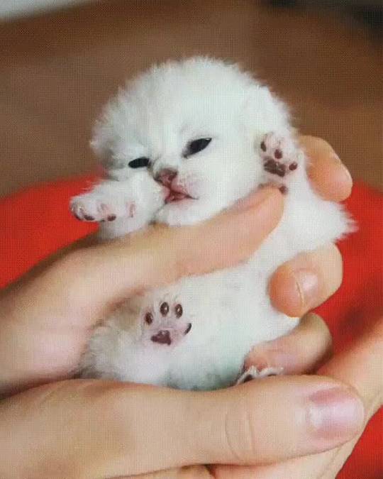 Insanely Cute kitten! | Scrolller