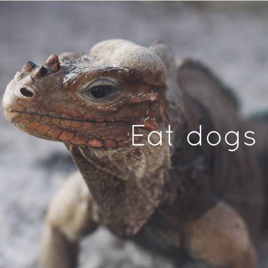 Insert funny caption here | Scrolller