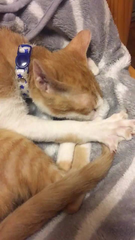 Intense Biscuits Scrolller