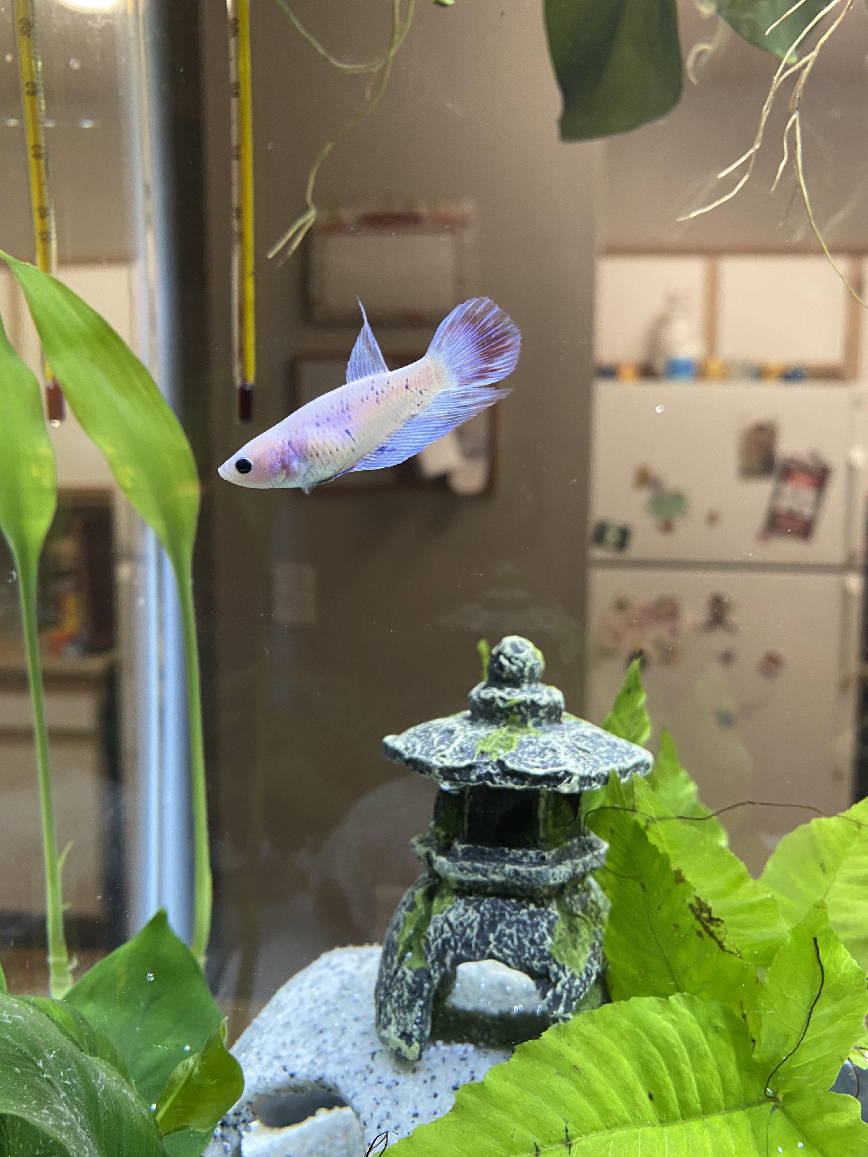 Introducing my new betta baby Aphrodite! | Scrolller