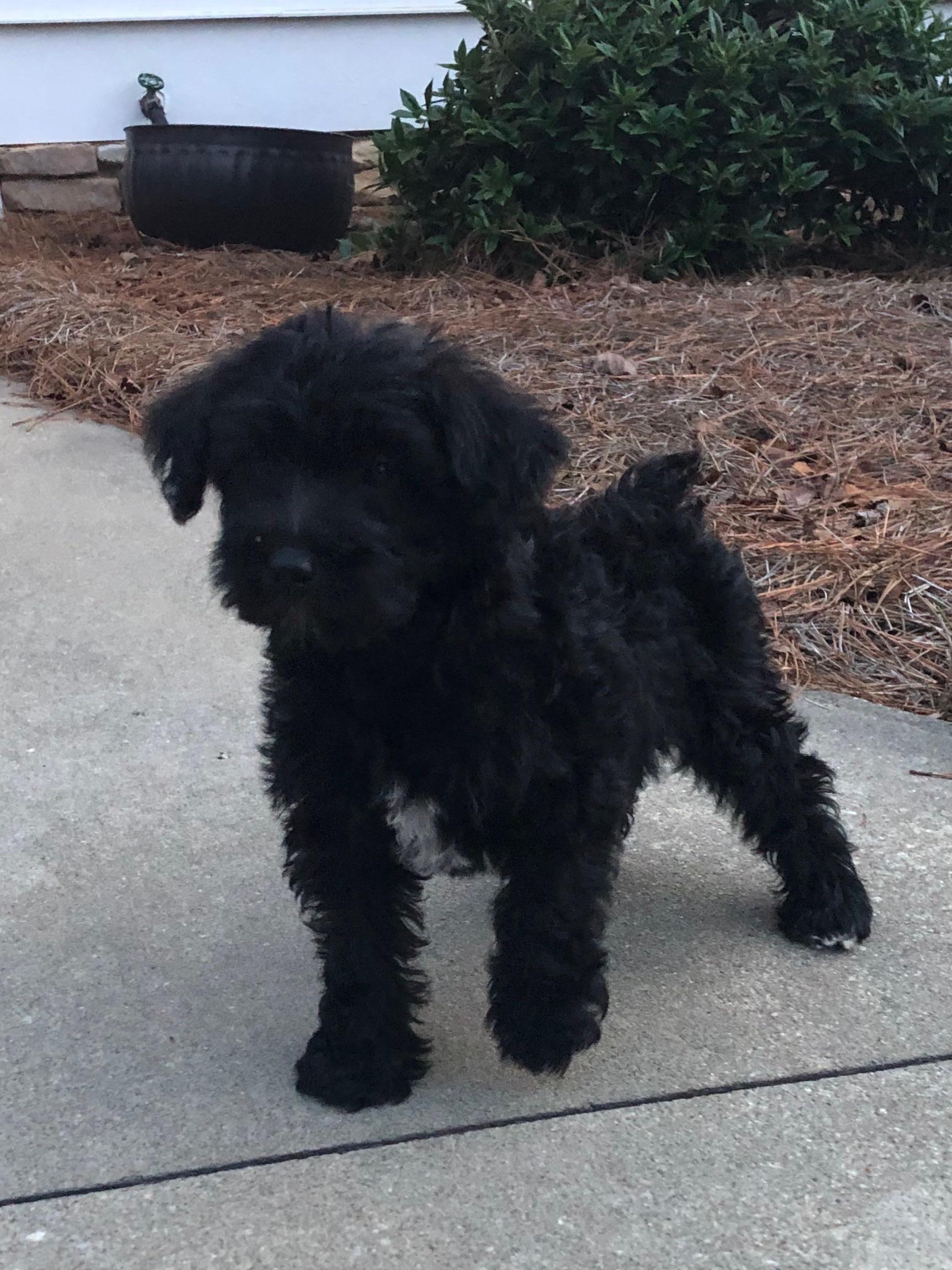 Introducing Stormy!!! | Scrolller