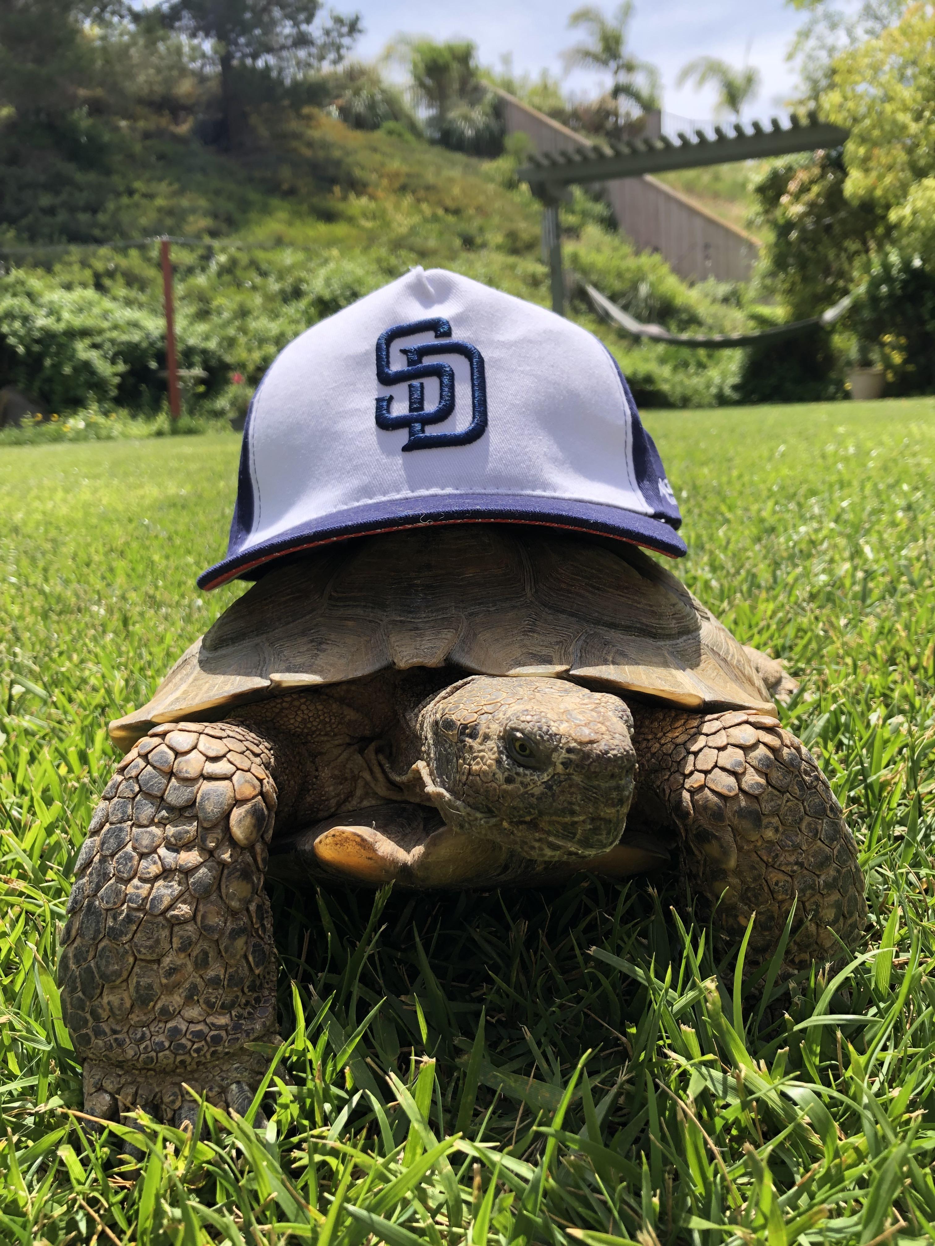 Introducing: The Series Sweep Tortoise! | Scrolller