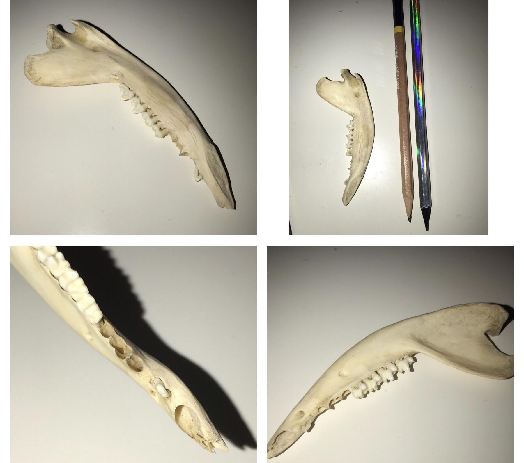 Is it possible to identify this jaw bone? | Scrolller