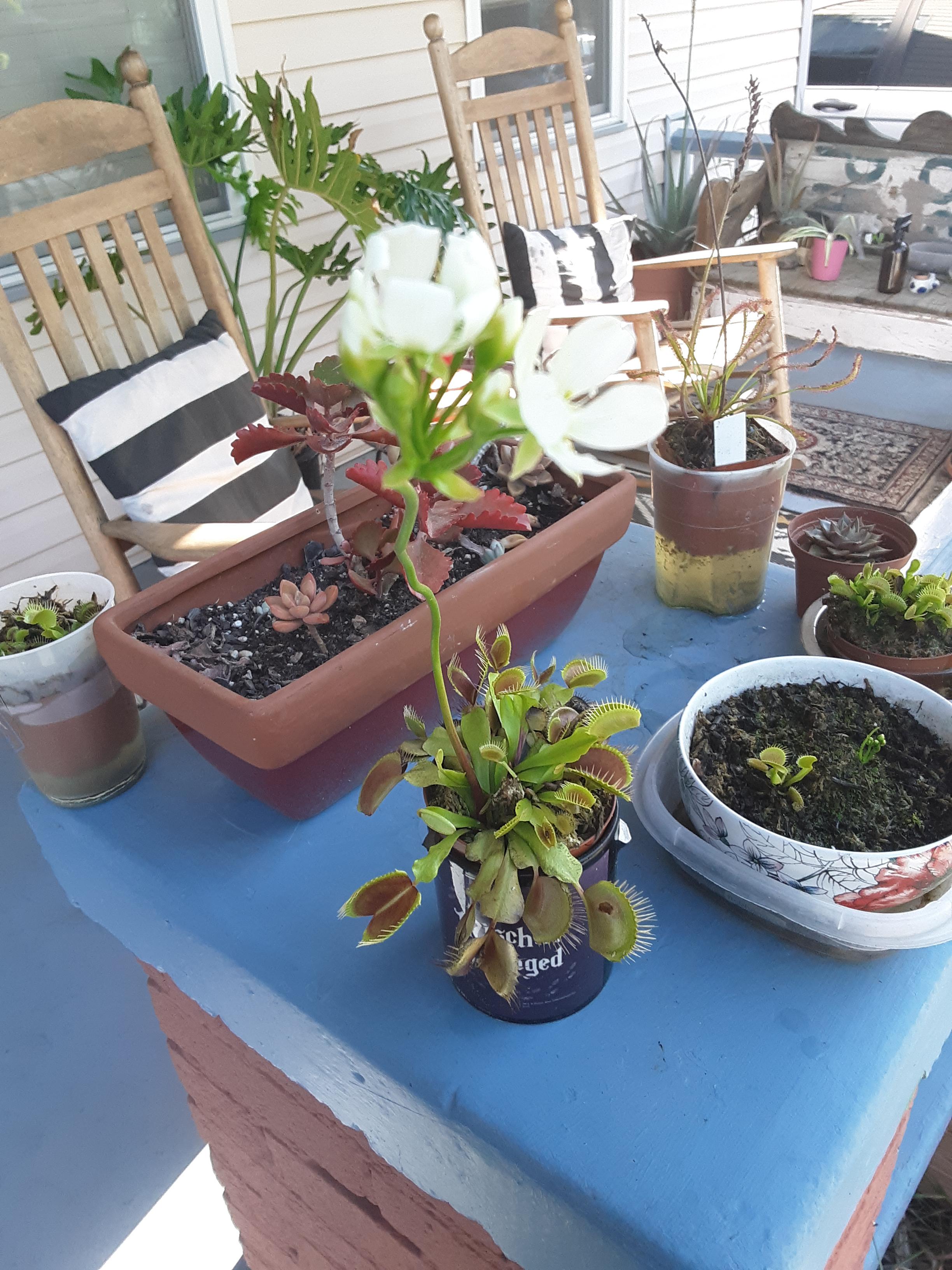 Is it time to repot this big boy VFT? | Scrolller