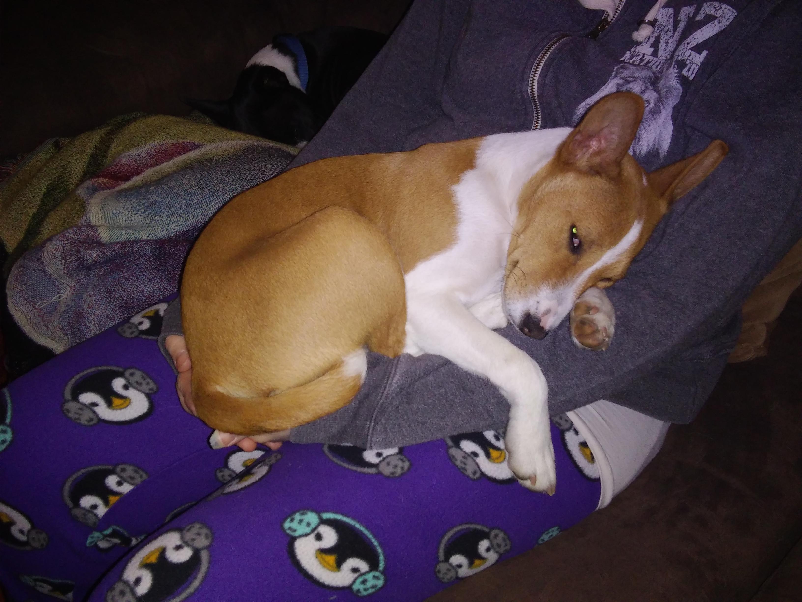 Is my Basenji Sleepy? or Evil? | Scrolller