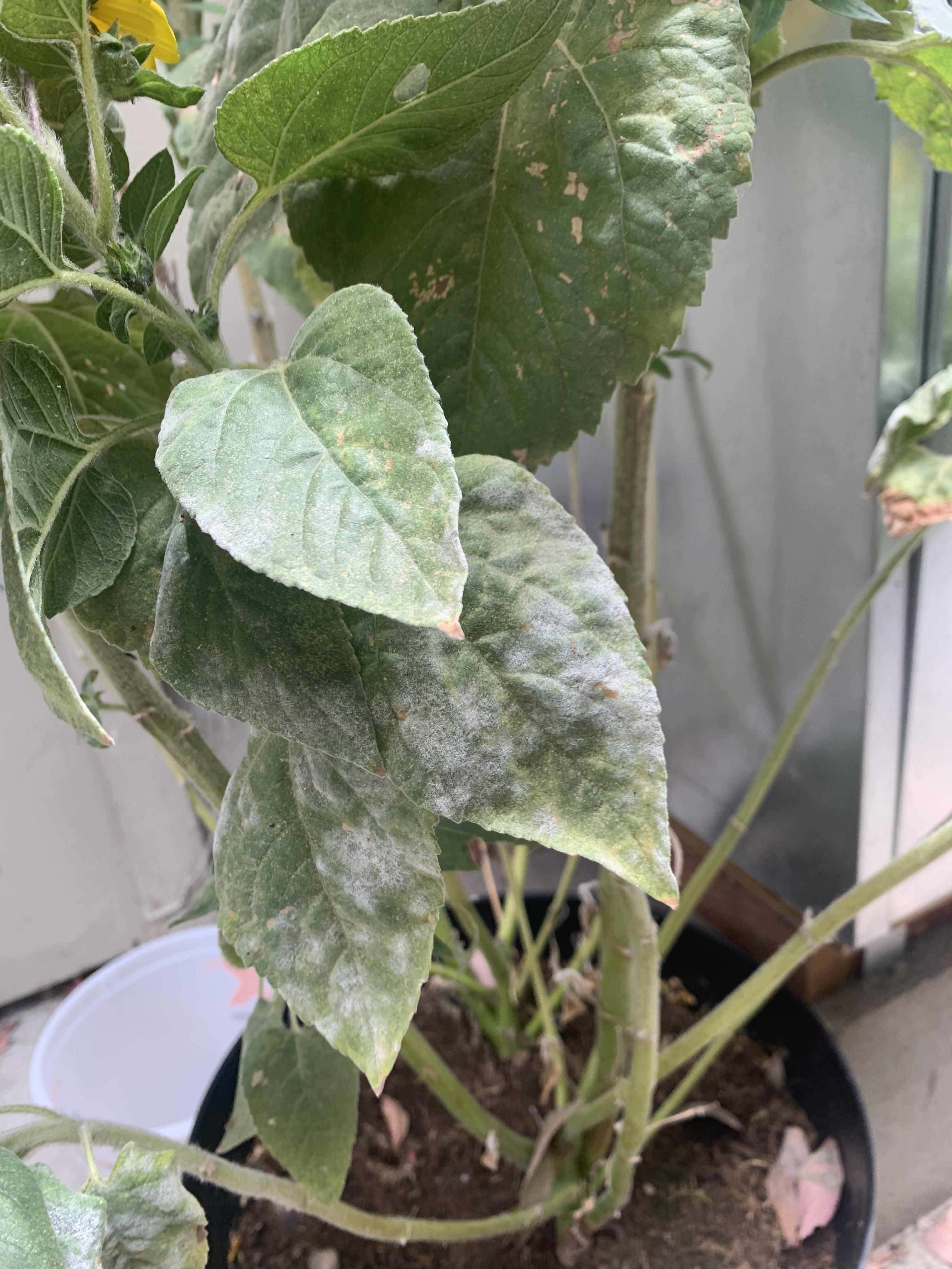 Is my beautiful sunny experiencing root rot? | Scrolller