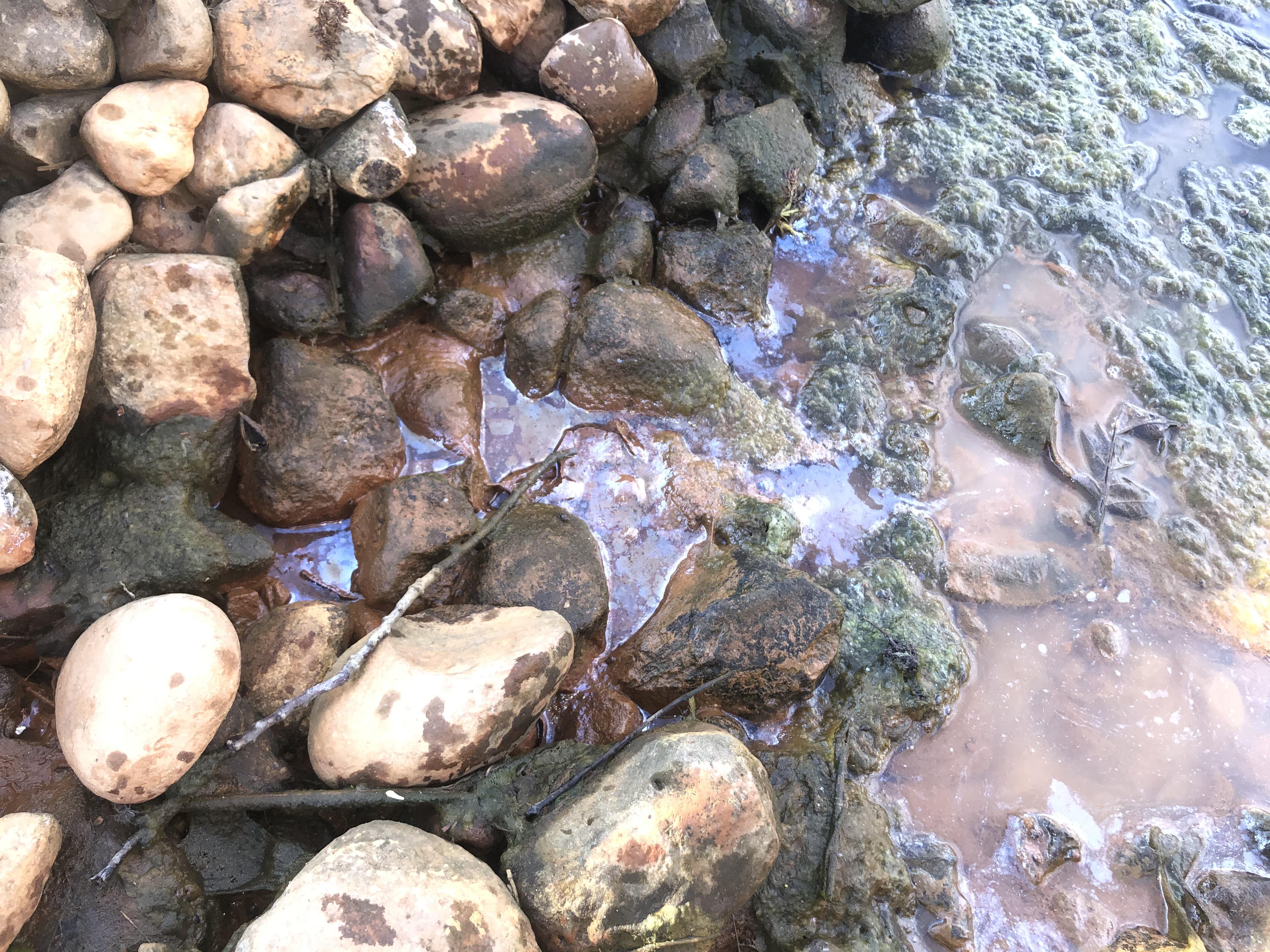 Is my lake water contaminated? It had this weird rainbow tint in the small area and the ...