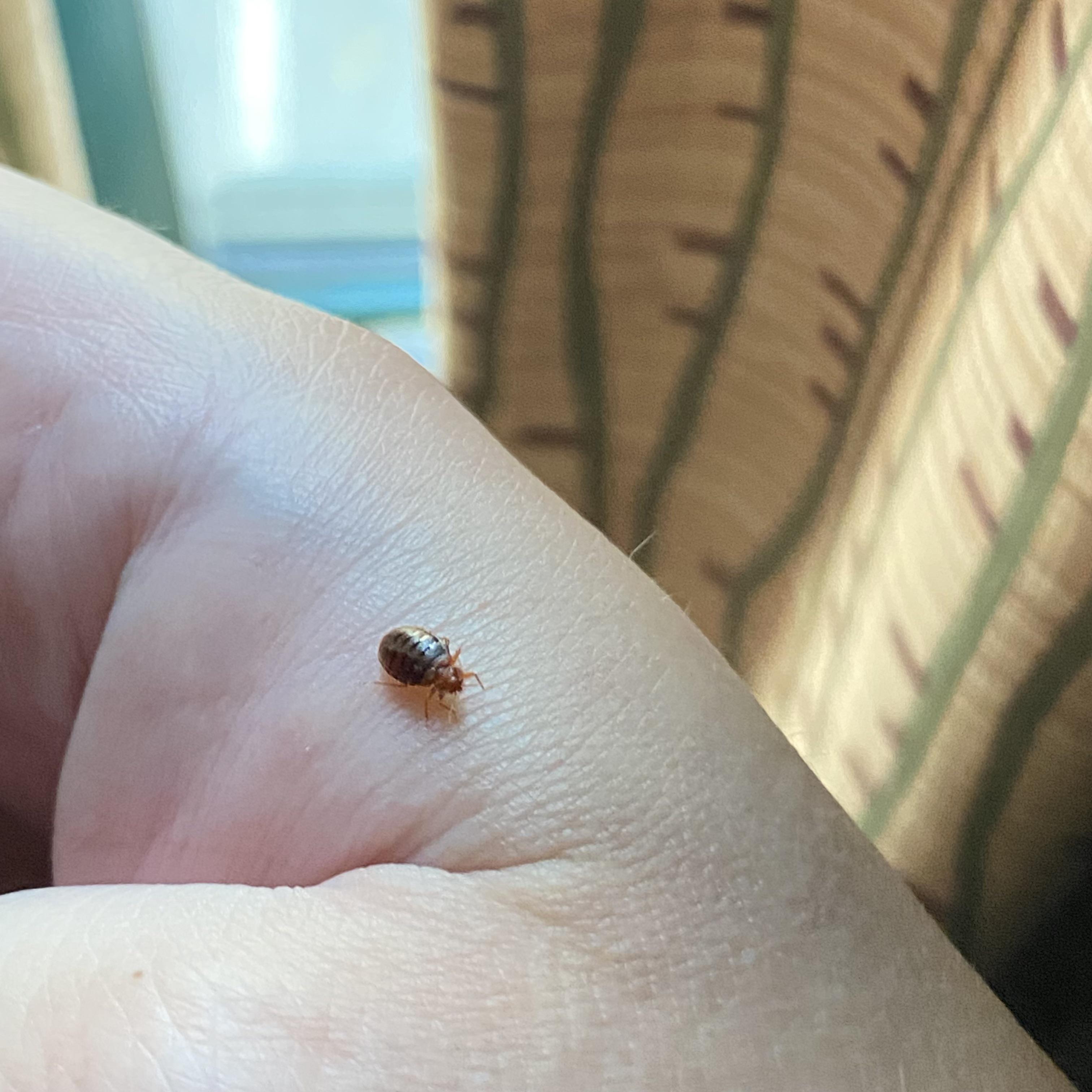 Is this a bedbug? 🥺 | Scrolller