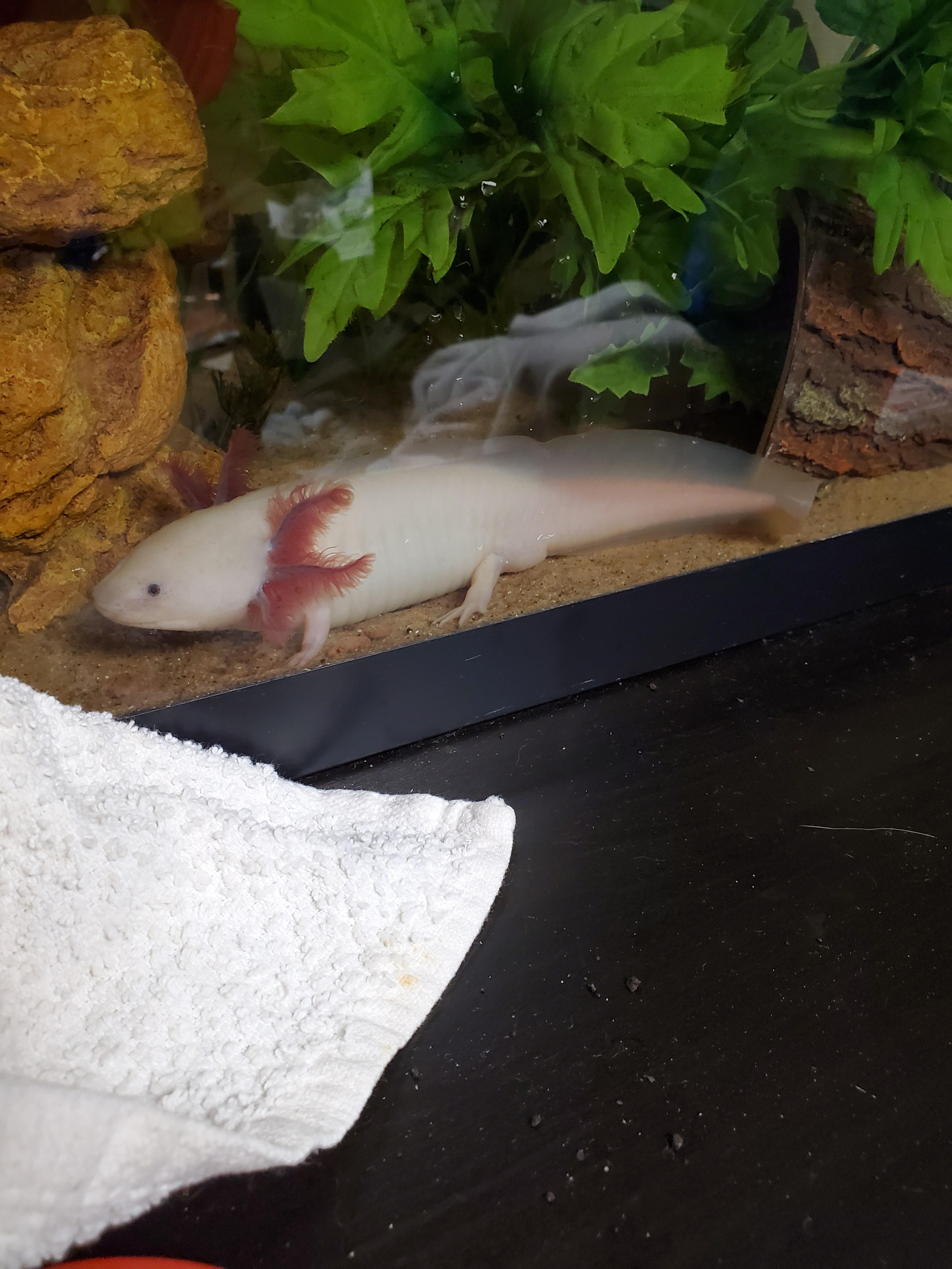 Is this a curved tail due to stress? | Scrolller