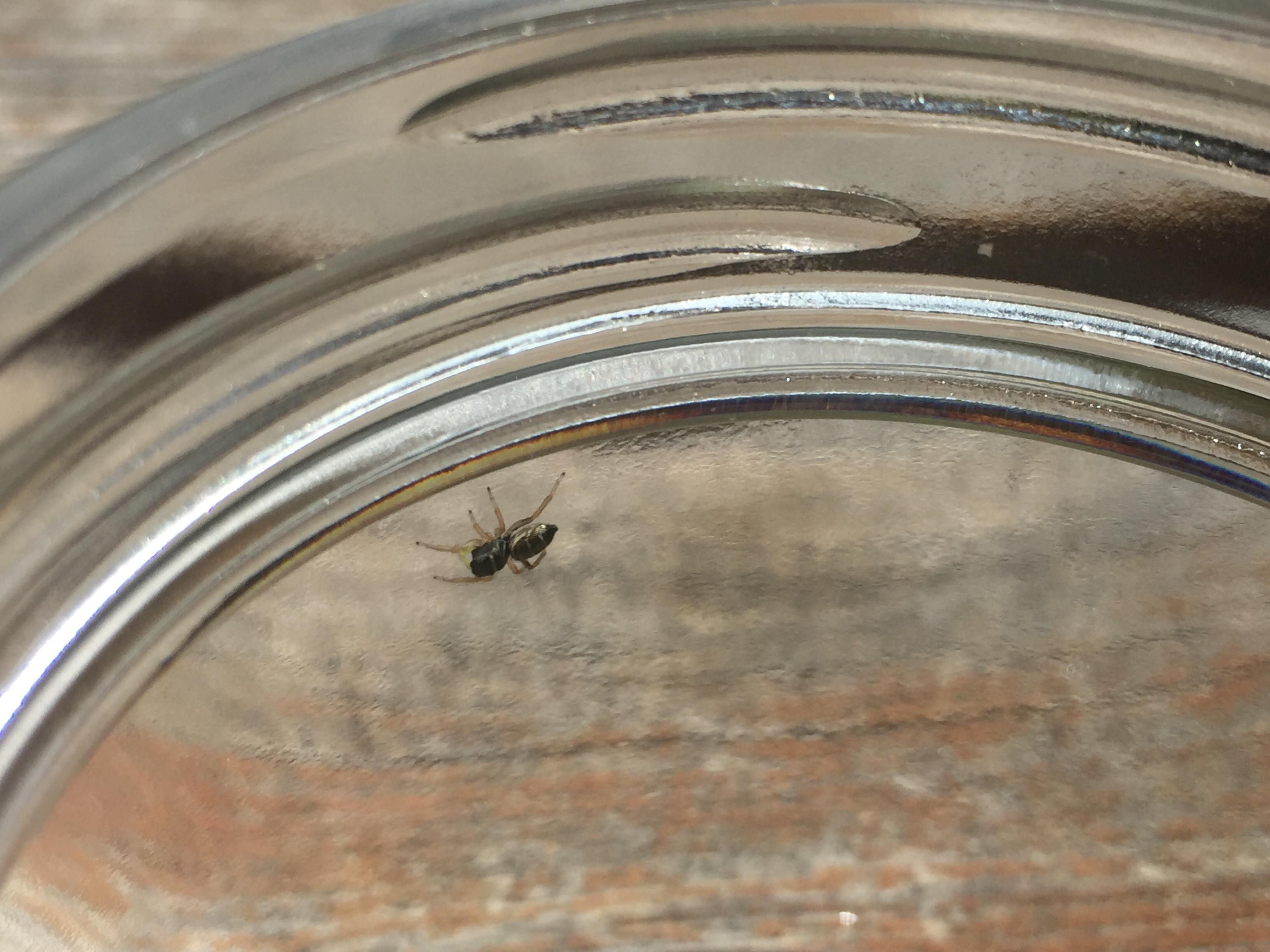 Is this a zebra jumping spider? | Scrolller