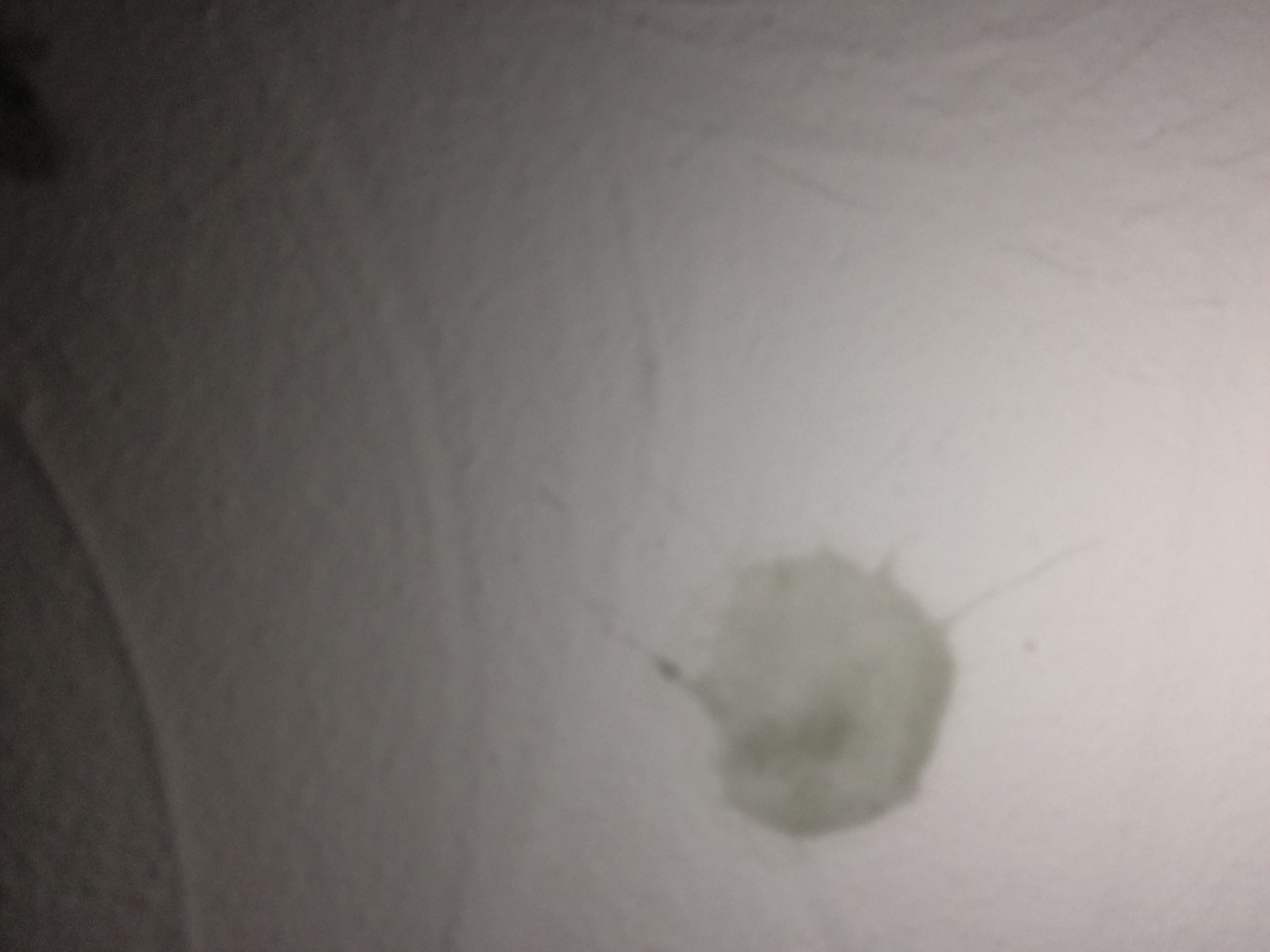 Is this mold? | Scrolller