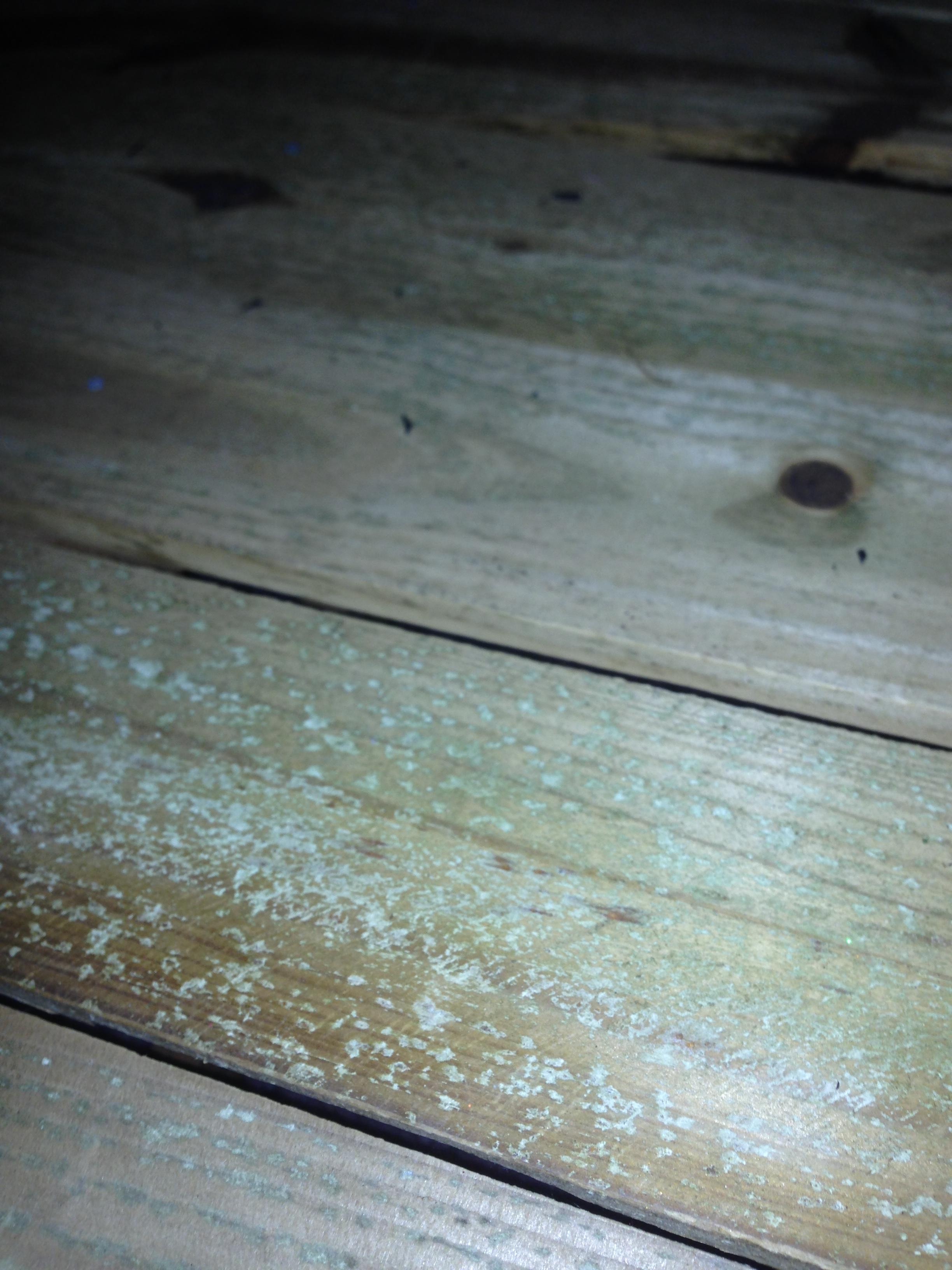 Is this mold? Location: attic | Scrolller