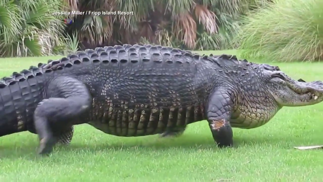 Is this the legandary huge gator | Scrolller