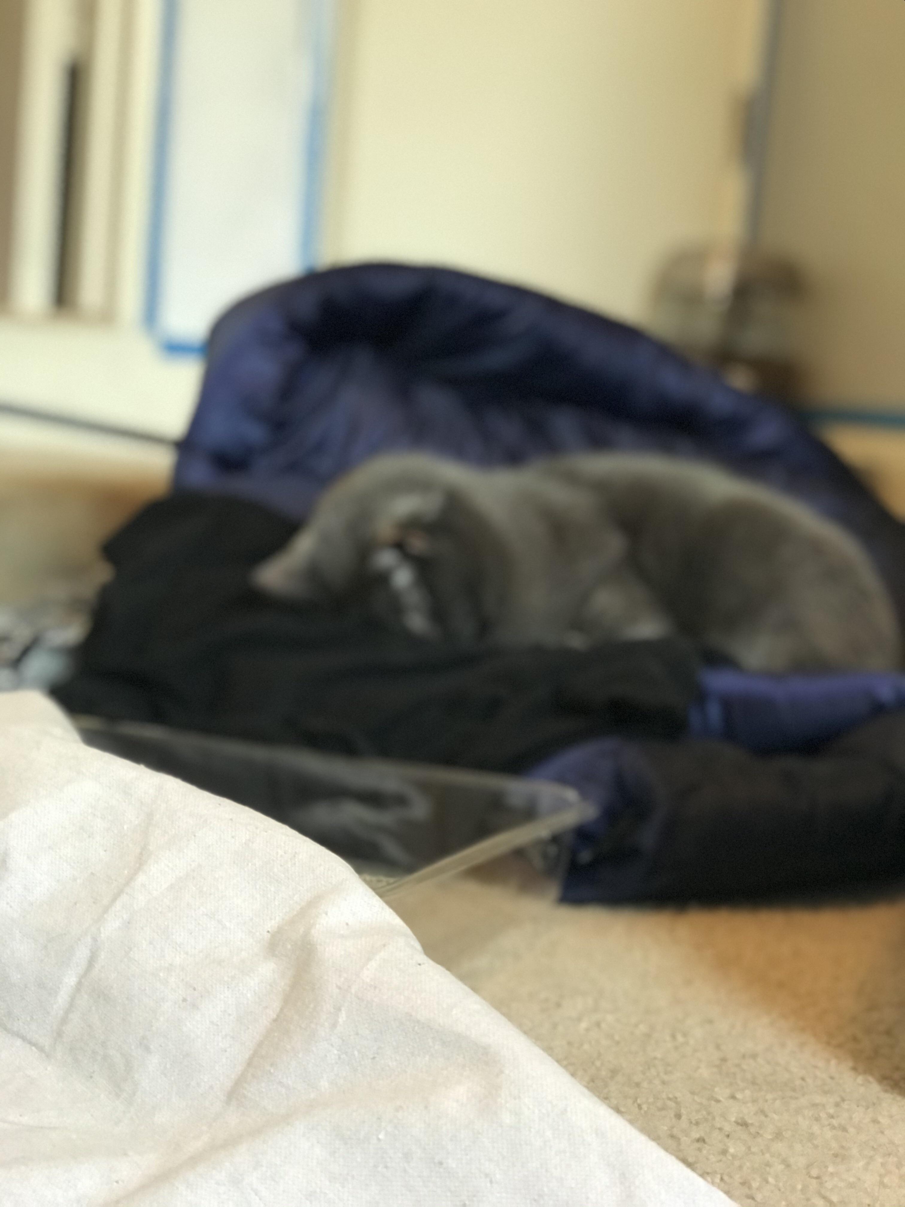 It blurred, but evidently she’s comfortable. | Scrolller