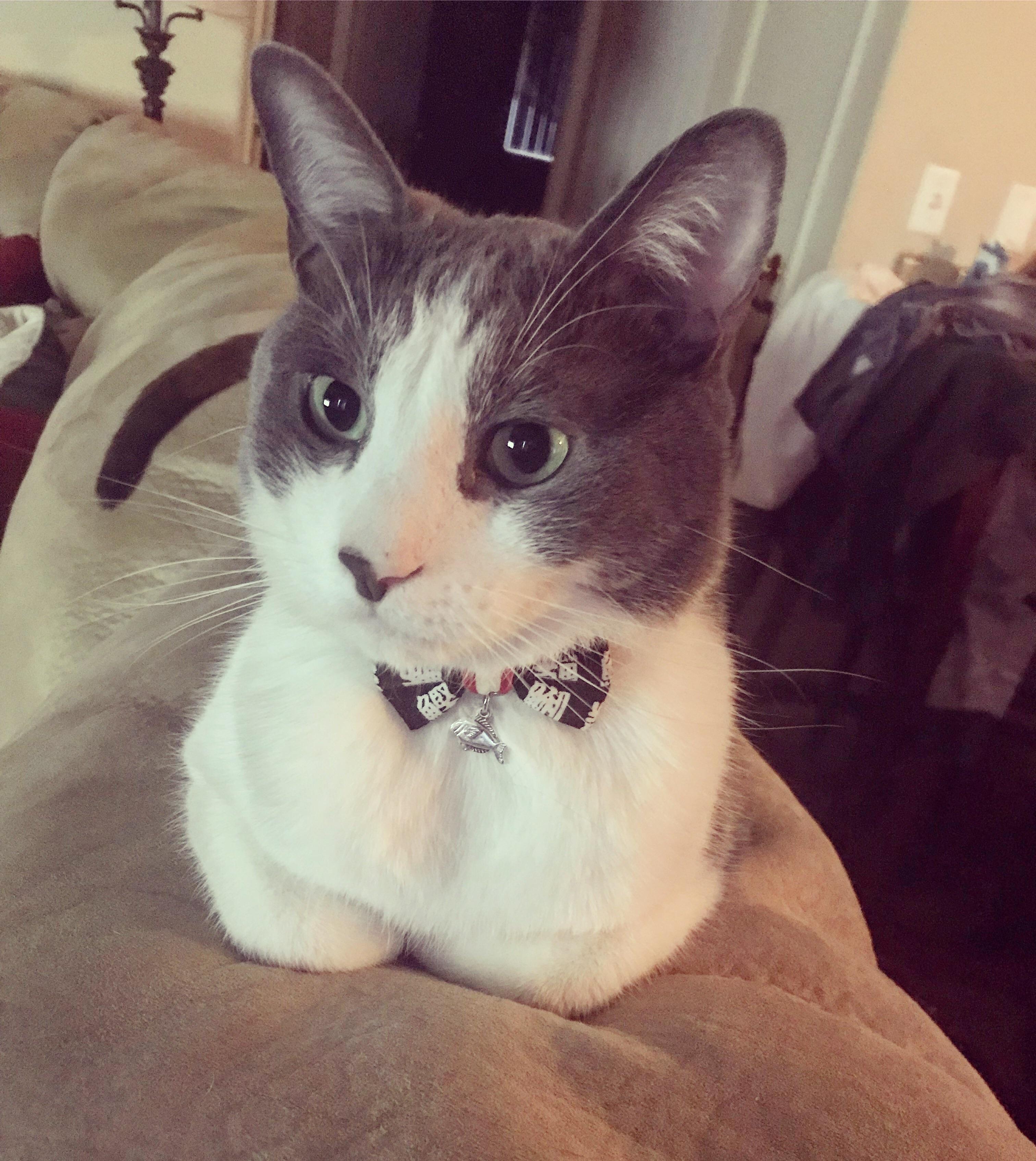 It’s hard work being a kitty loaf. | Scrolller