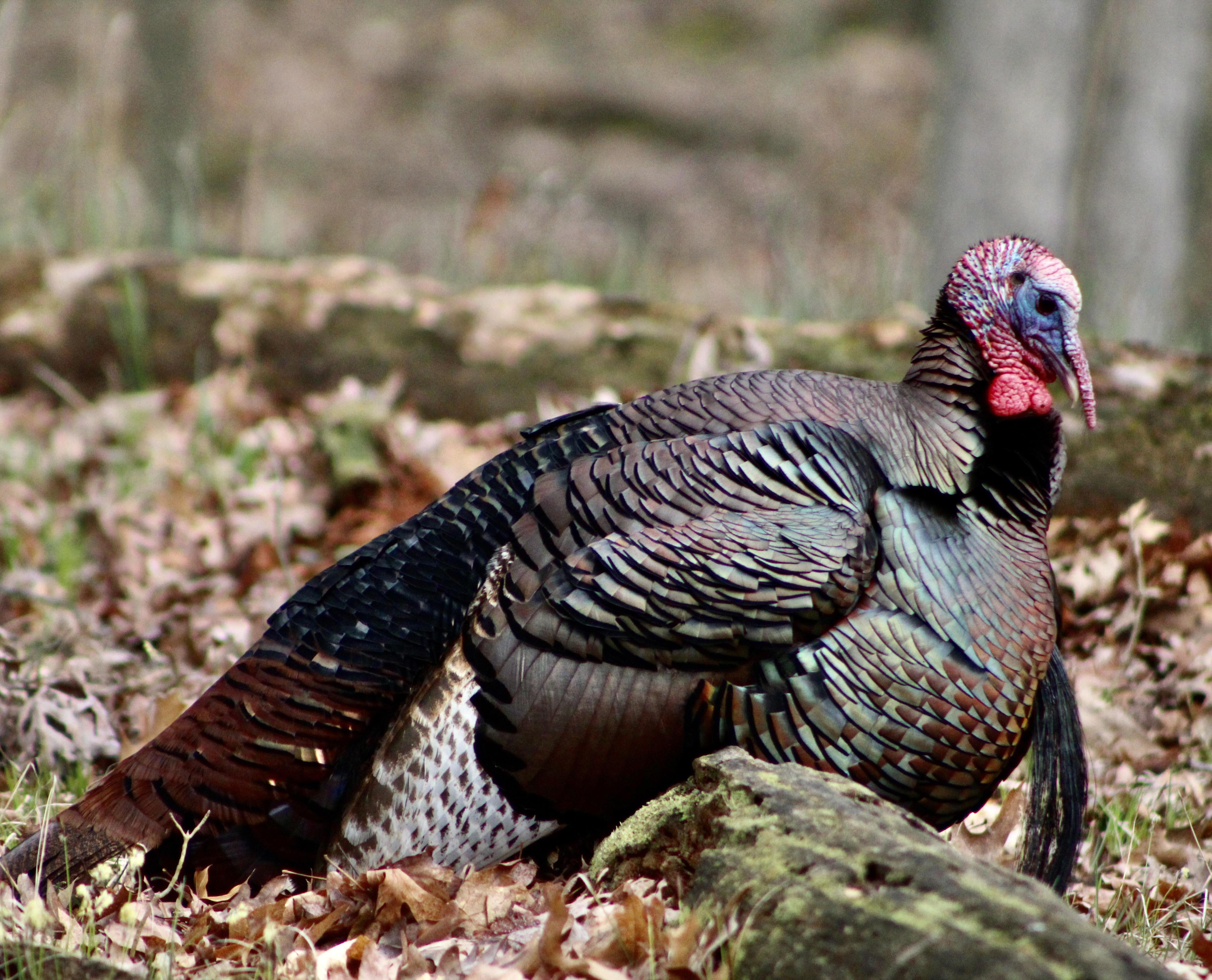 It’s Turkey Season! | Scrolller