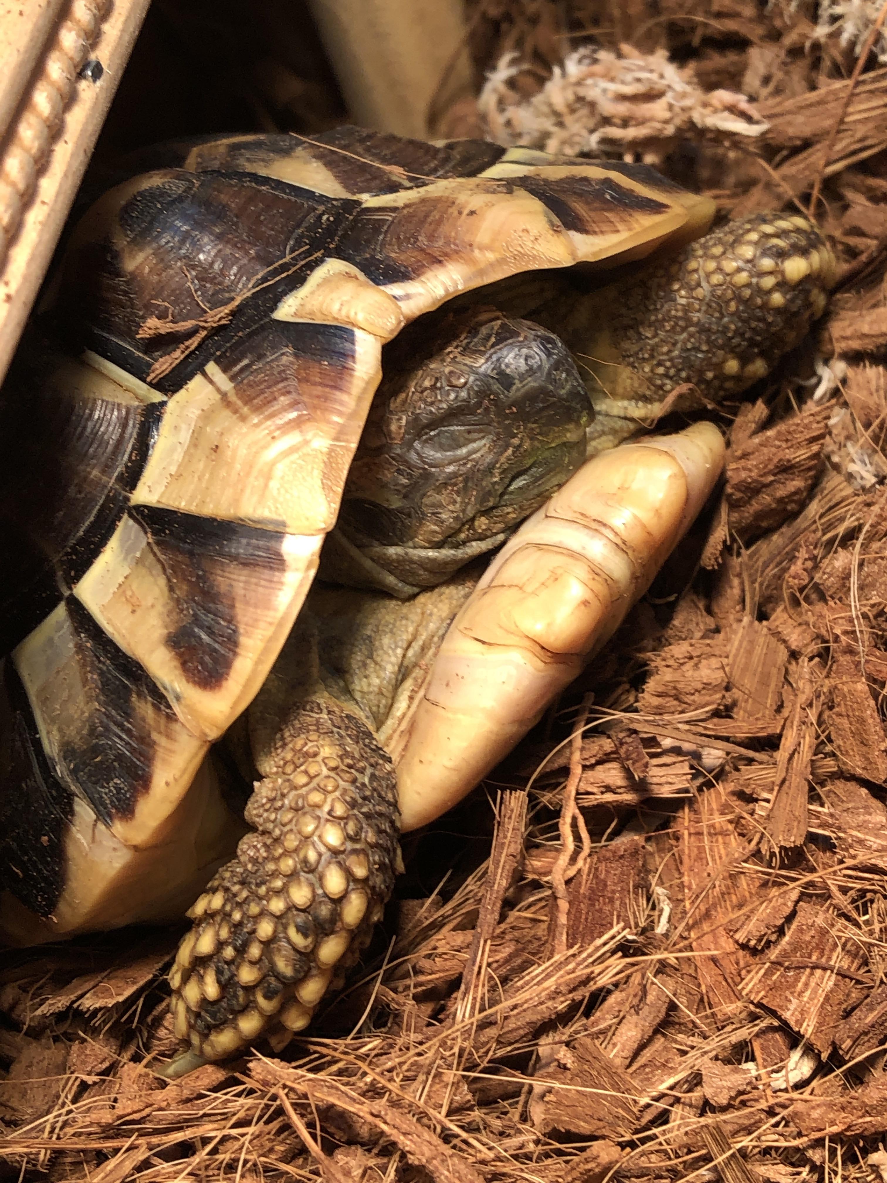 It’s World Turtle Day💜 | Scrolller