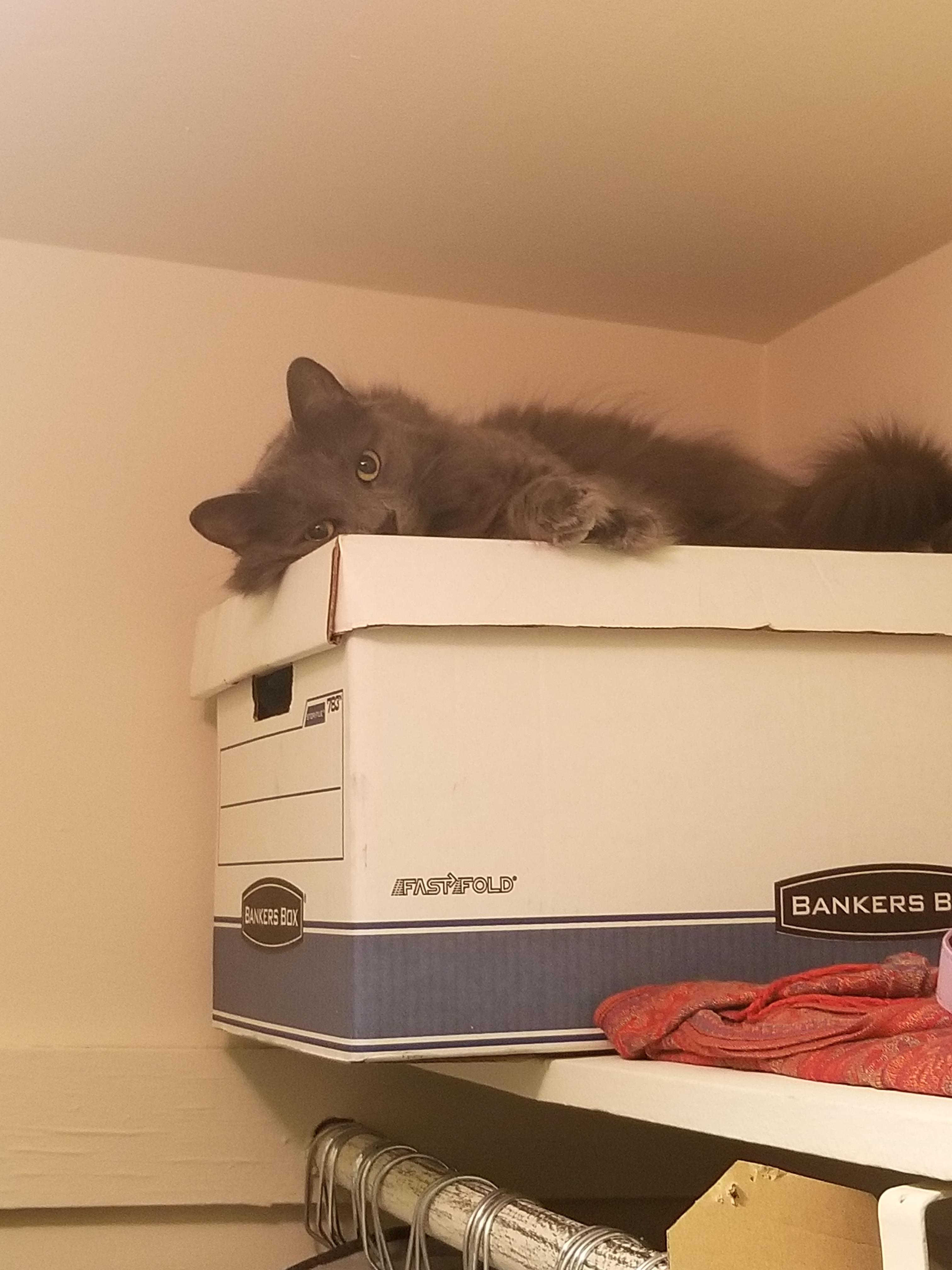 It took us forever to figure out how she kept getting locked in the ...