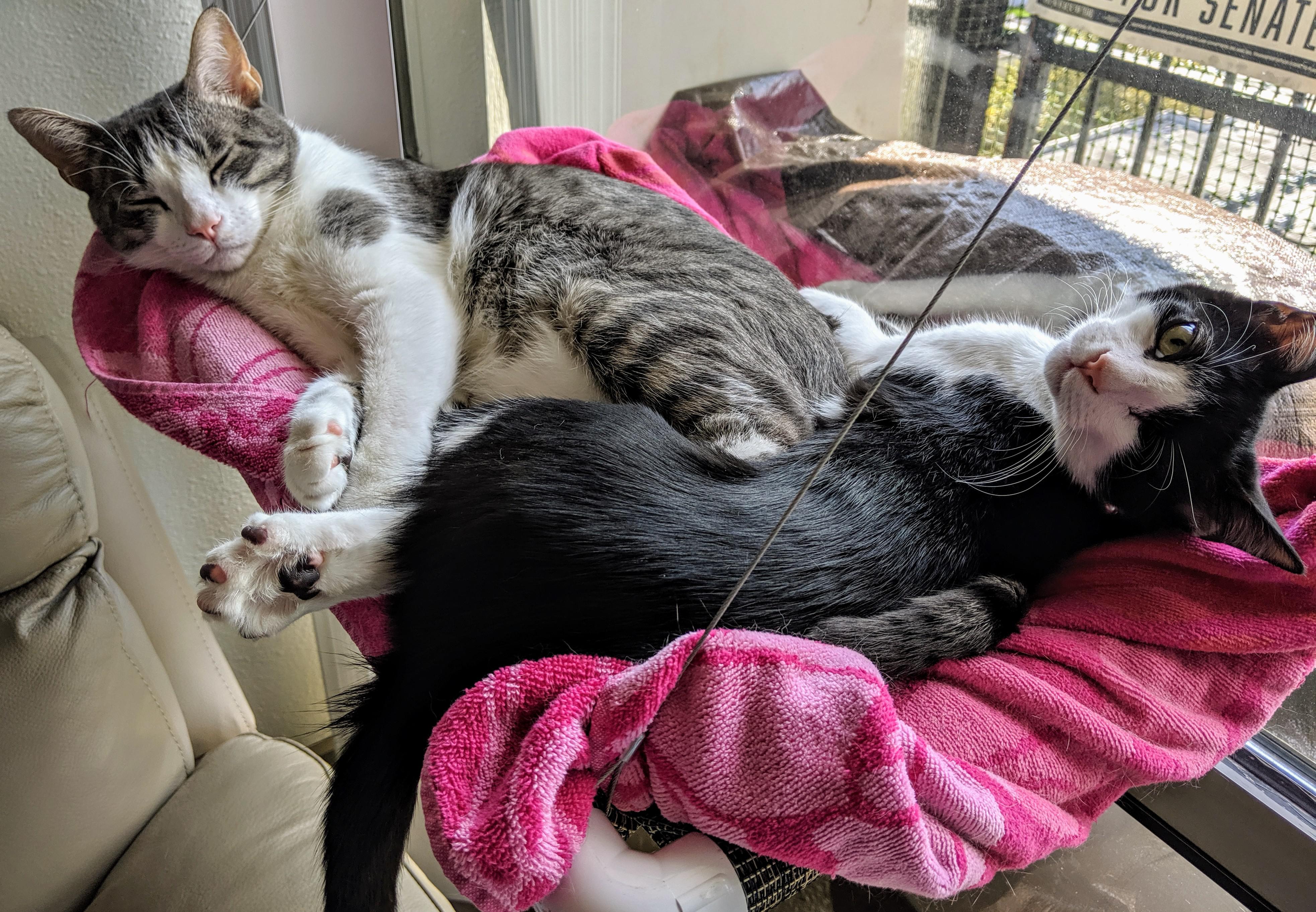 It was a rough first month, but they are finally starting to warm up to each other. | Scrolller