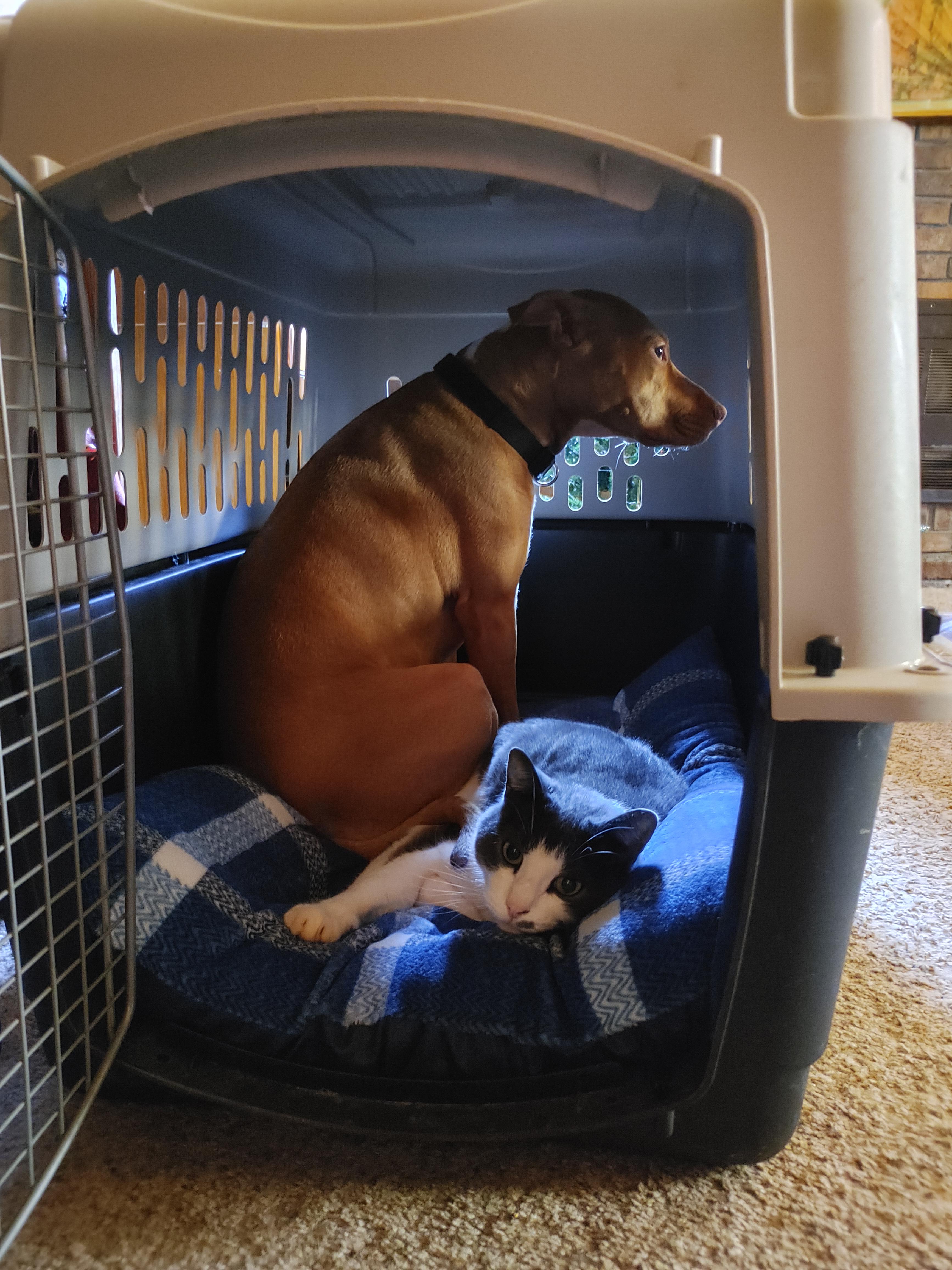 It was a tight squeeze, but she made it into her crate | Scrolller
