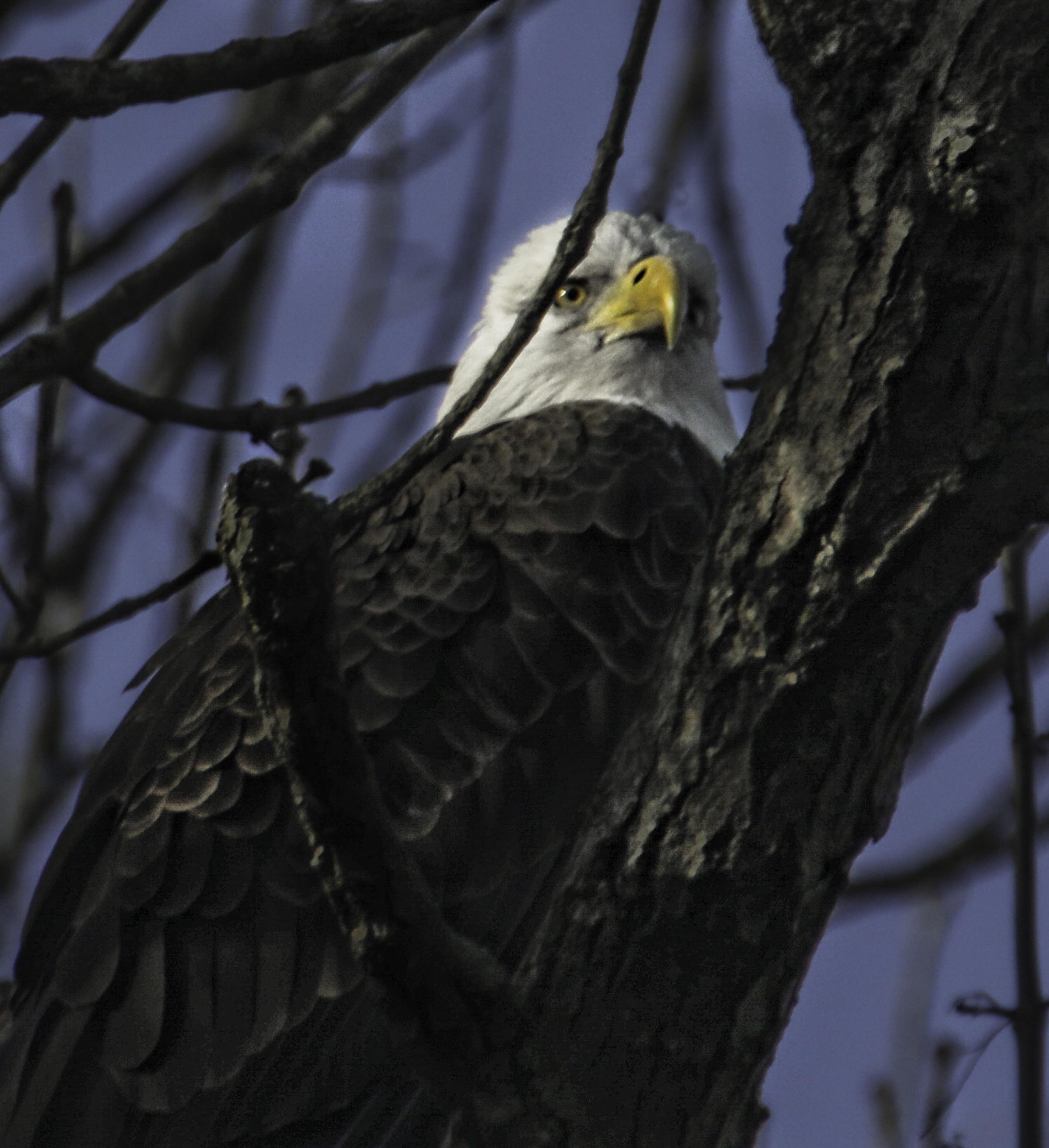 ITAP of a bald eagle in a tree | Scrolller