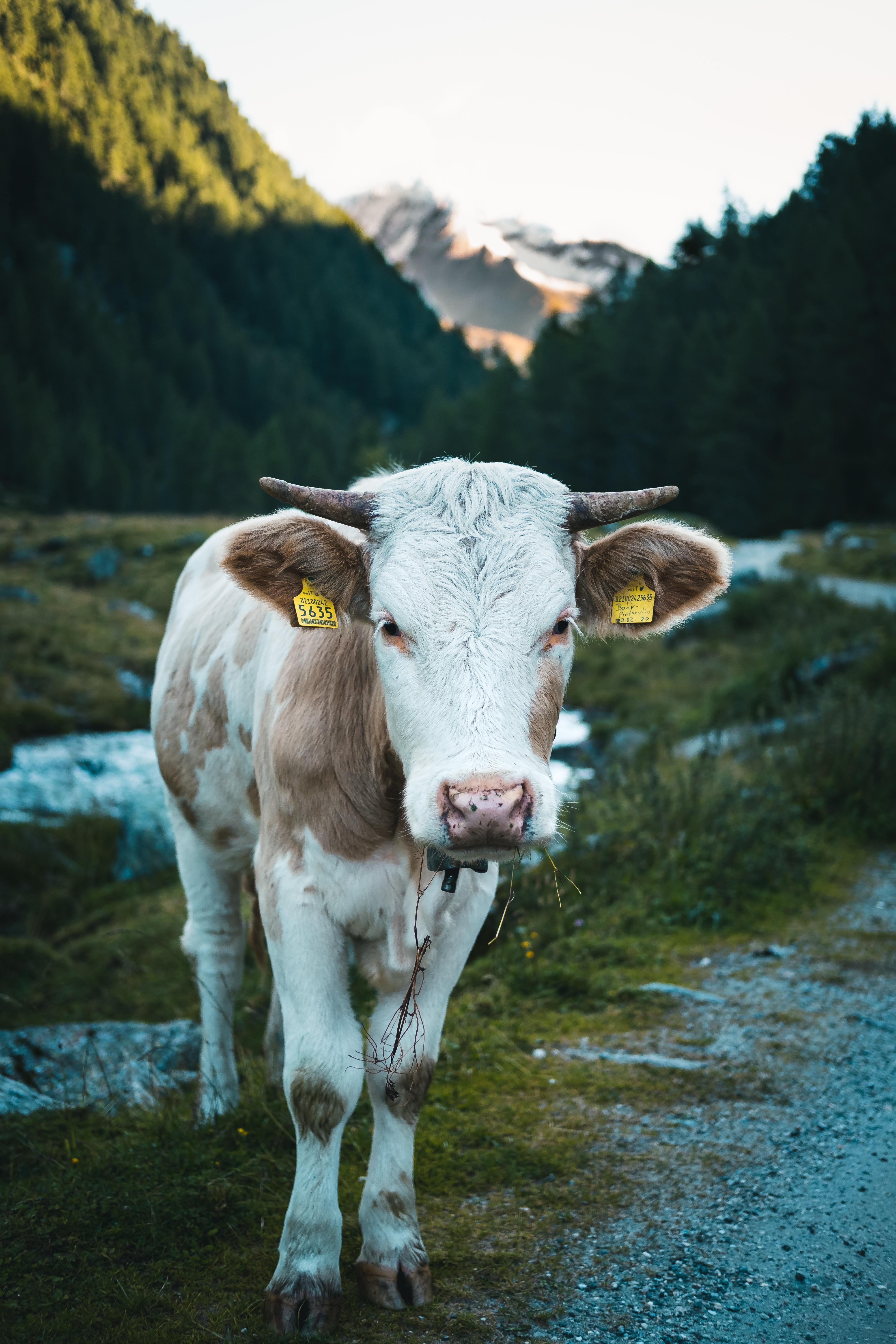 ITAP of a cute cow | Scrolller