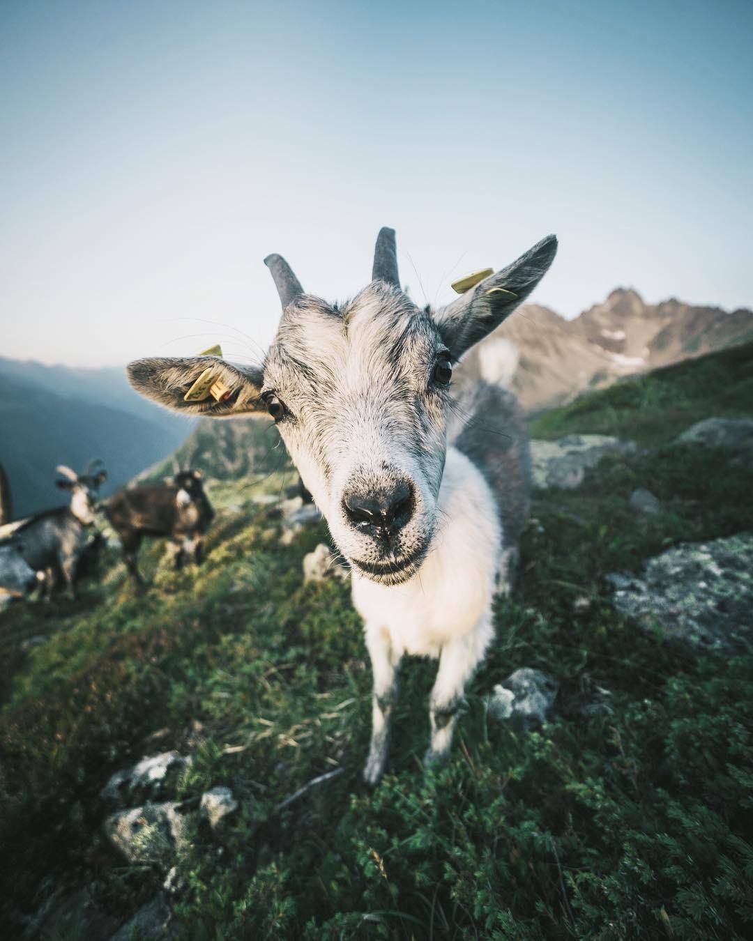 ITAP of a goat. | Scrolller