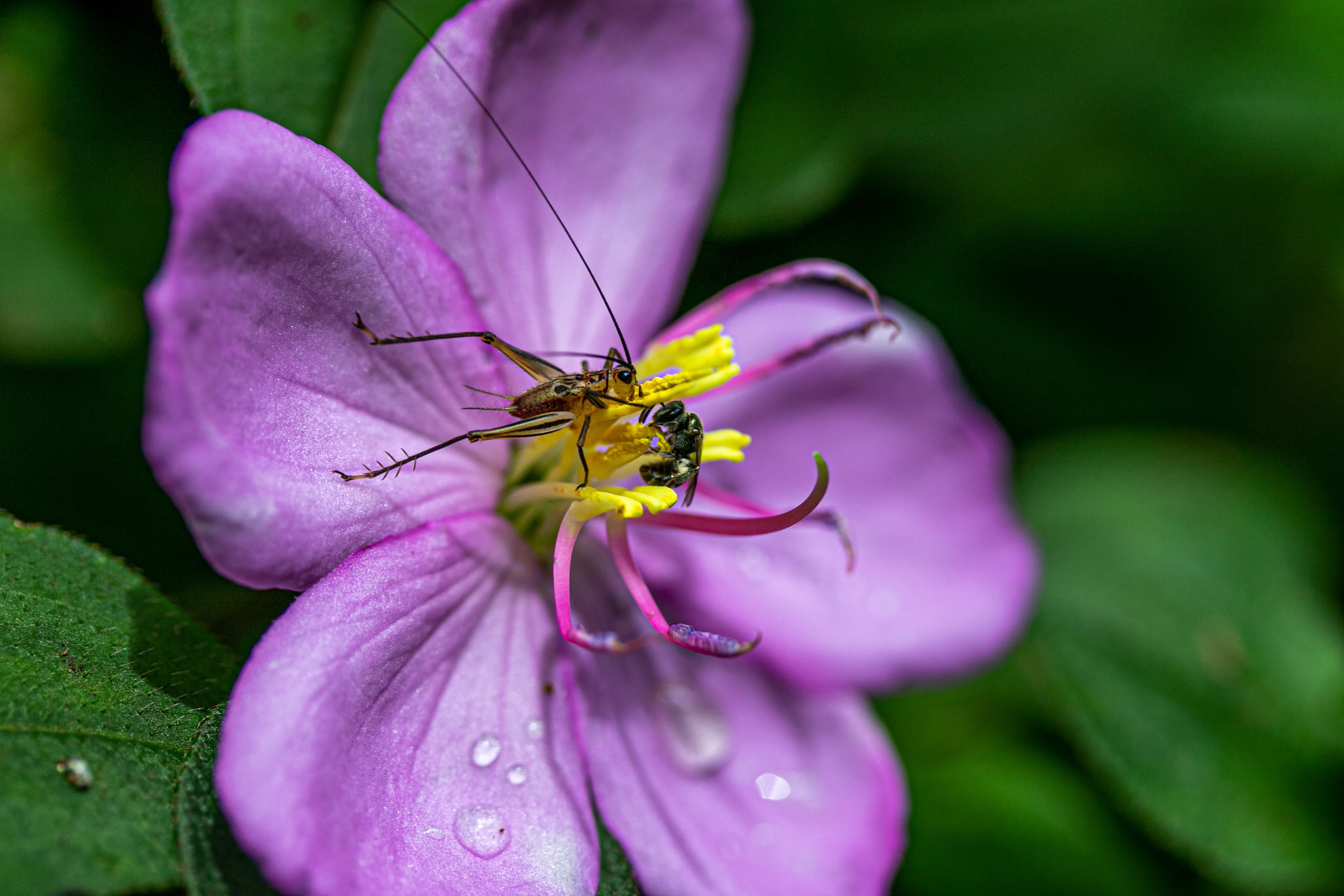 ITAP of a grasshopper and carpenter bee after some rain 60mmmacro | Scrolller
