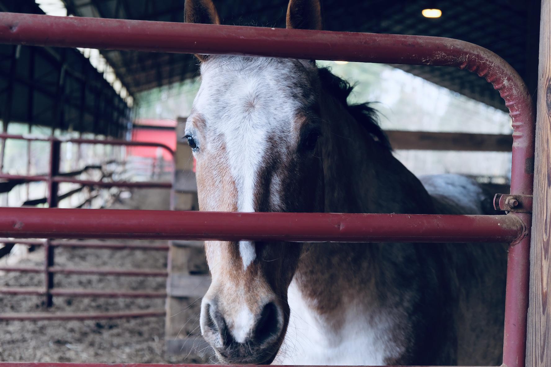ITAP of a horse. | Scrolller