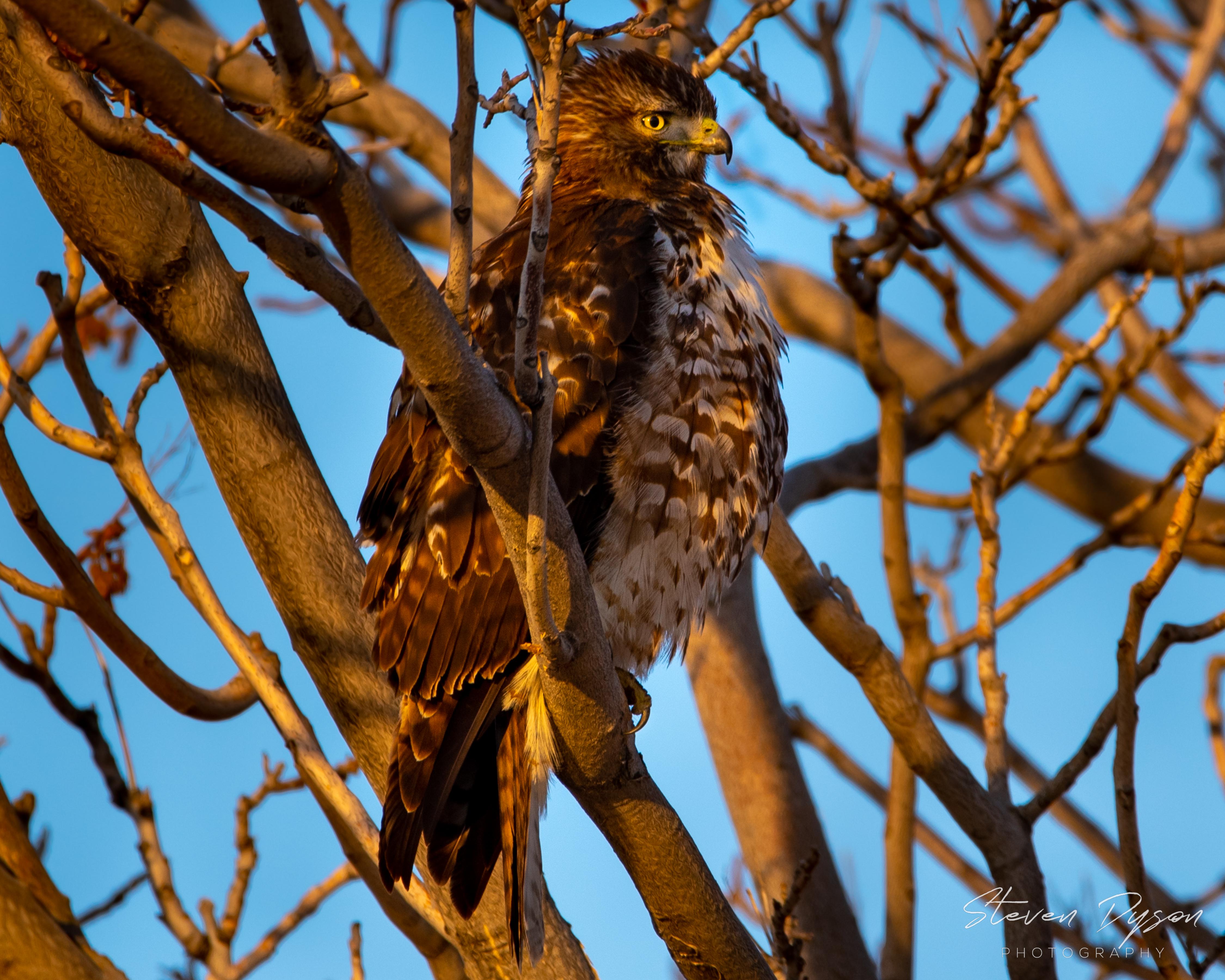 ITAP of a Juvenile Red Tailed Hawk | Scrolller