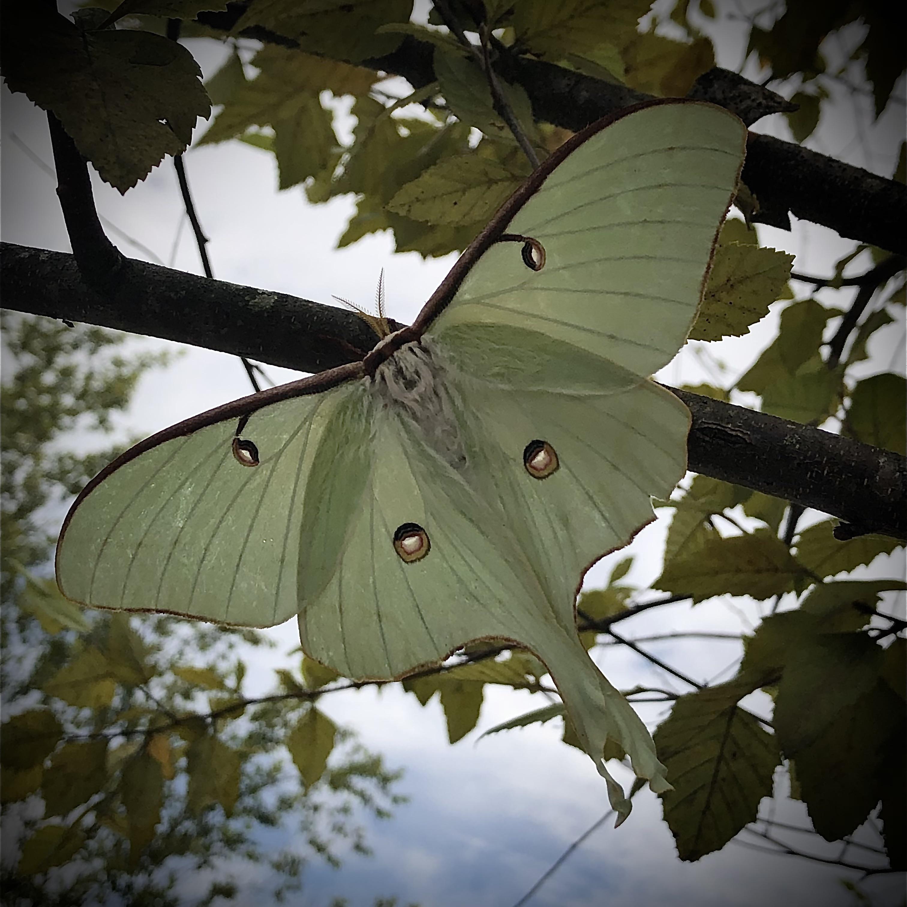 ITAP of a moth | Scrolller