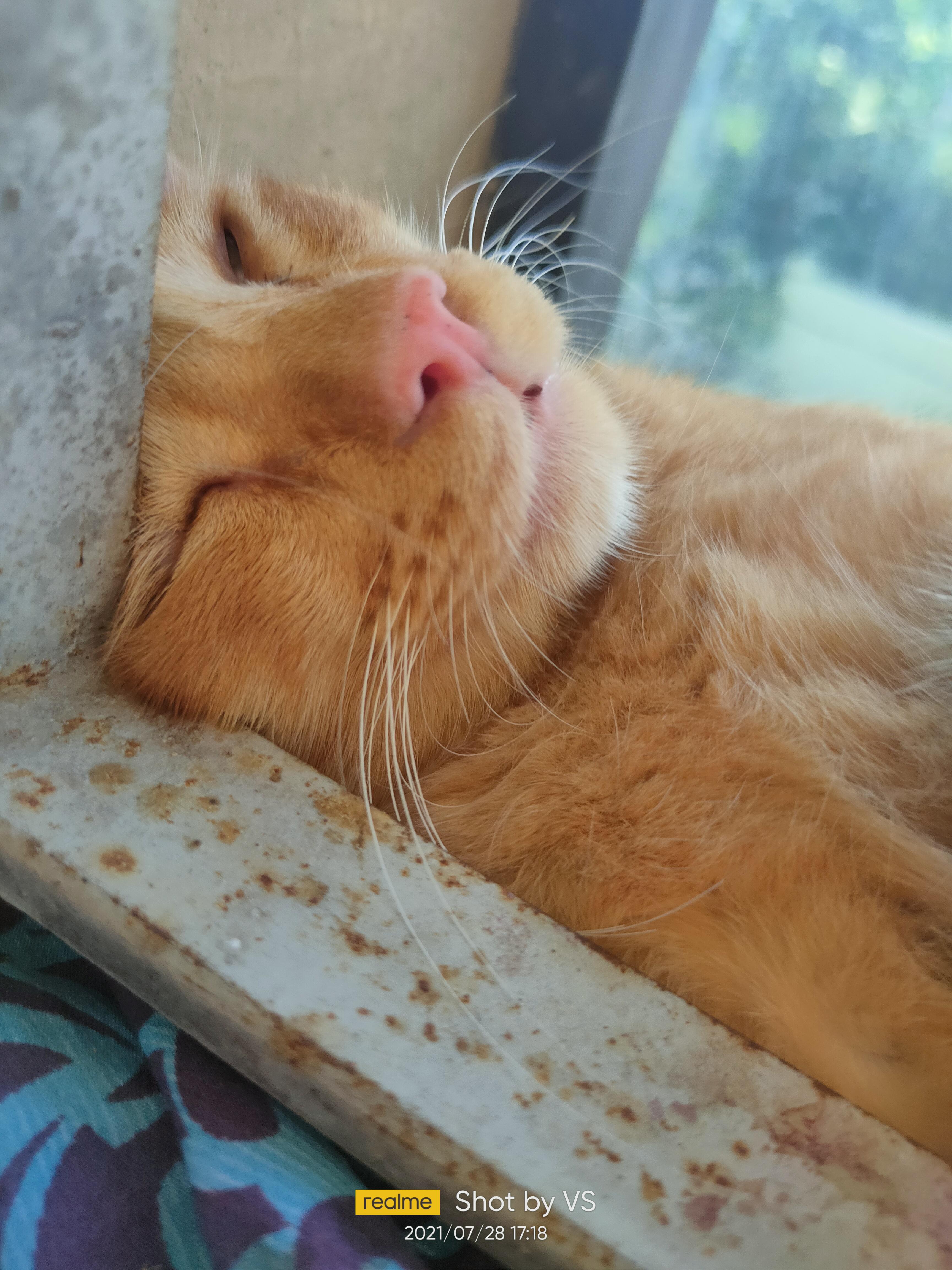 ITAP of a napping cat. | Scrolller