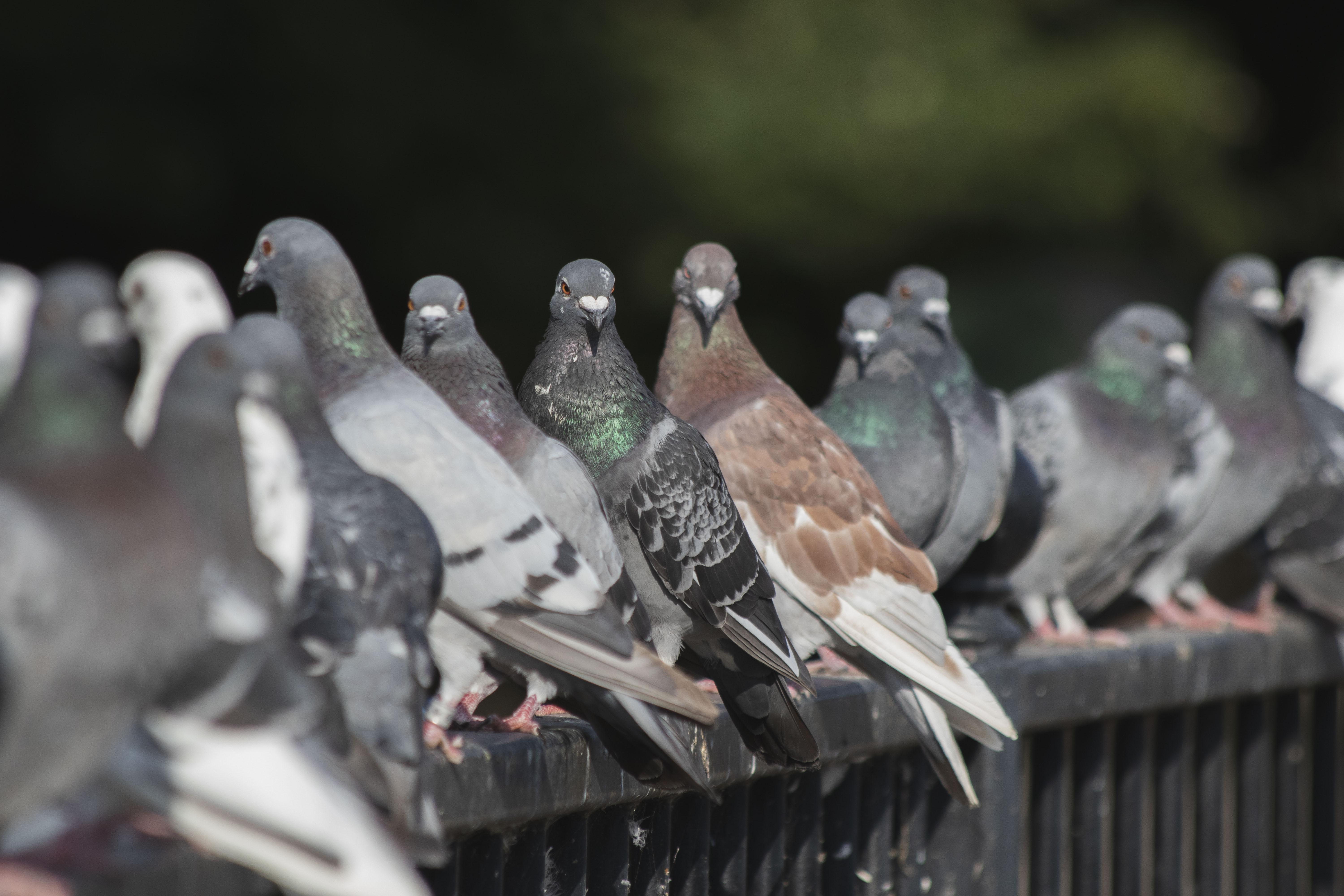ITAP of a row of pigeons | Scrolller