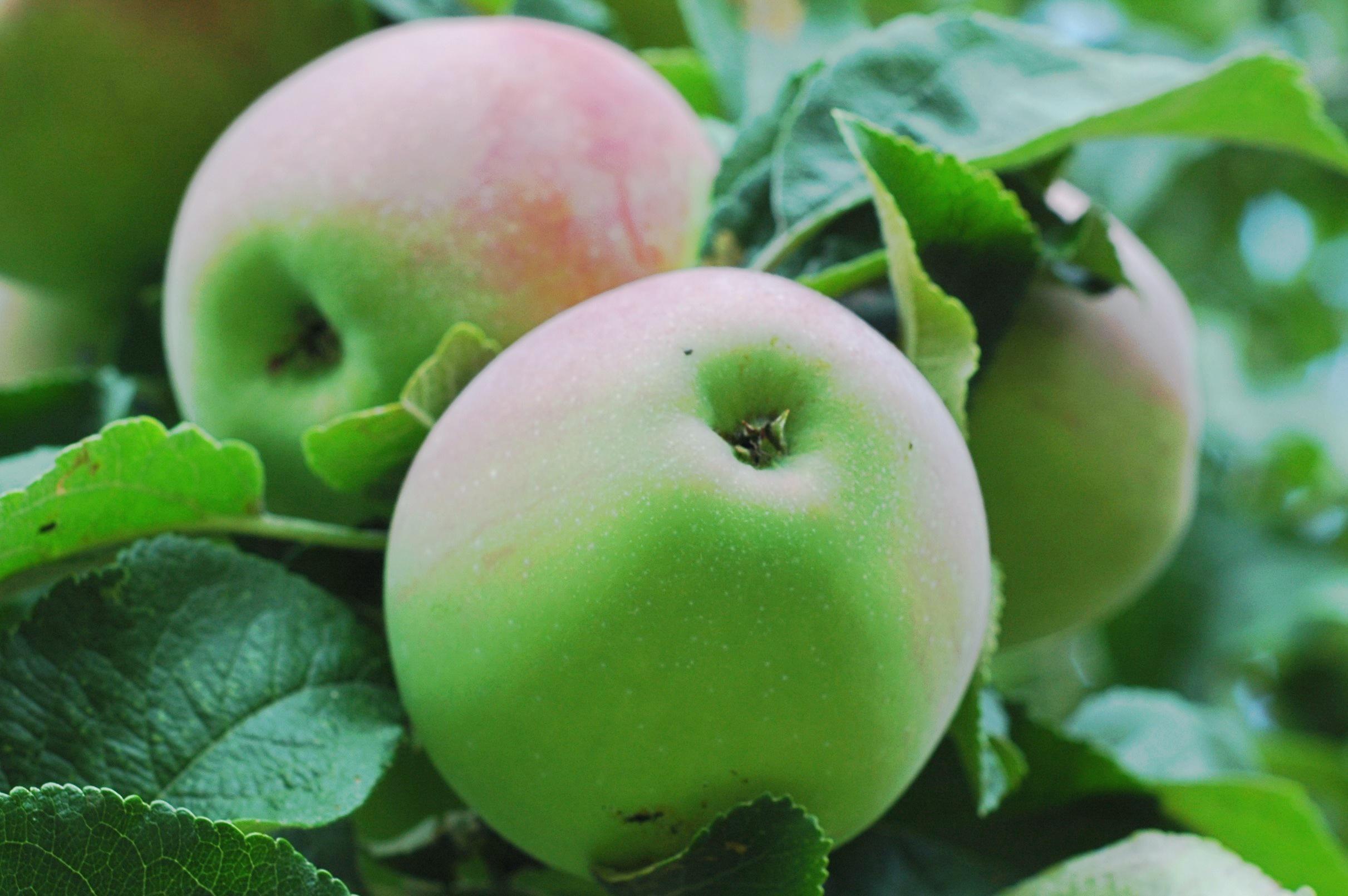 ITAP of an apple | Scrolller