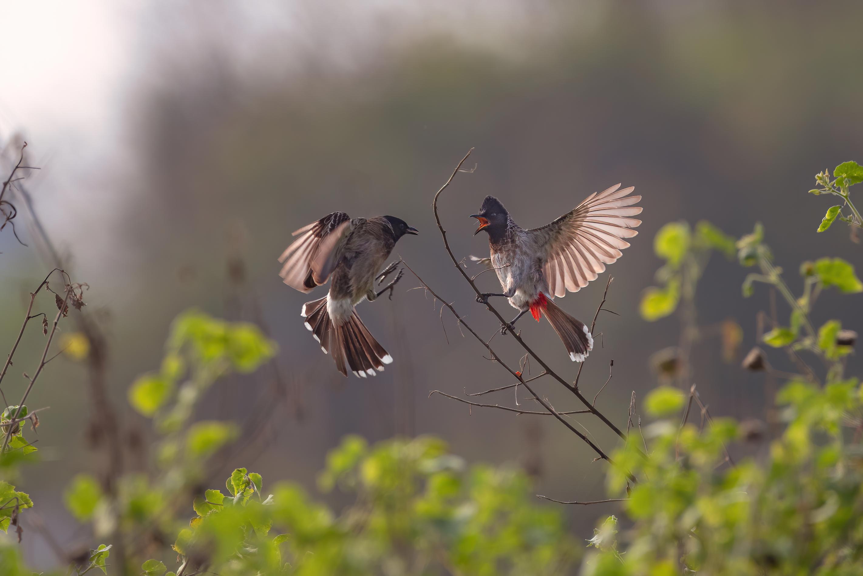 ITAP of birds | Scrolller