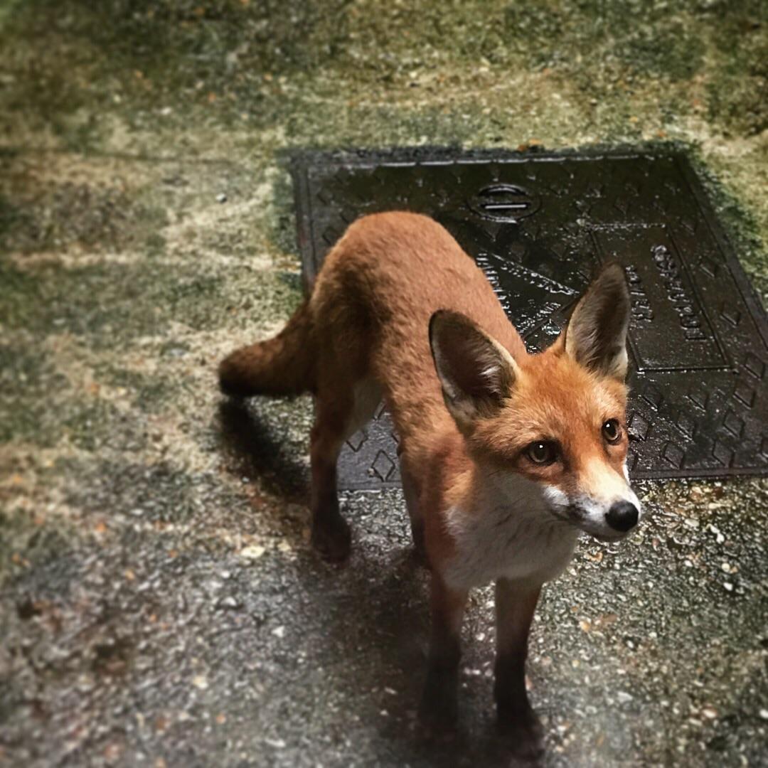 ITAP of this little guy at my window | Scrolller