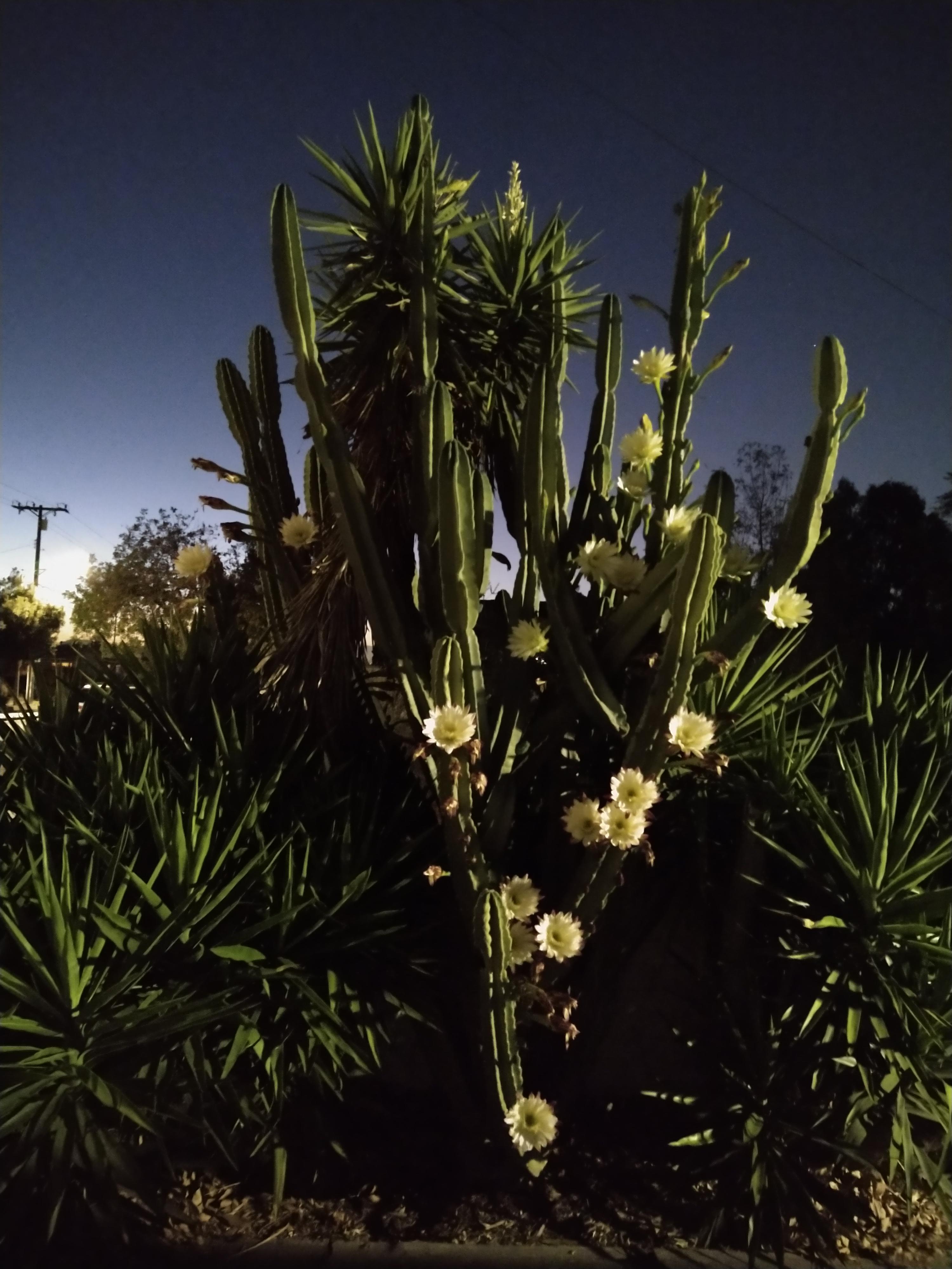 ITAP Peruvian Apple cactus | Scrolller
