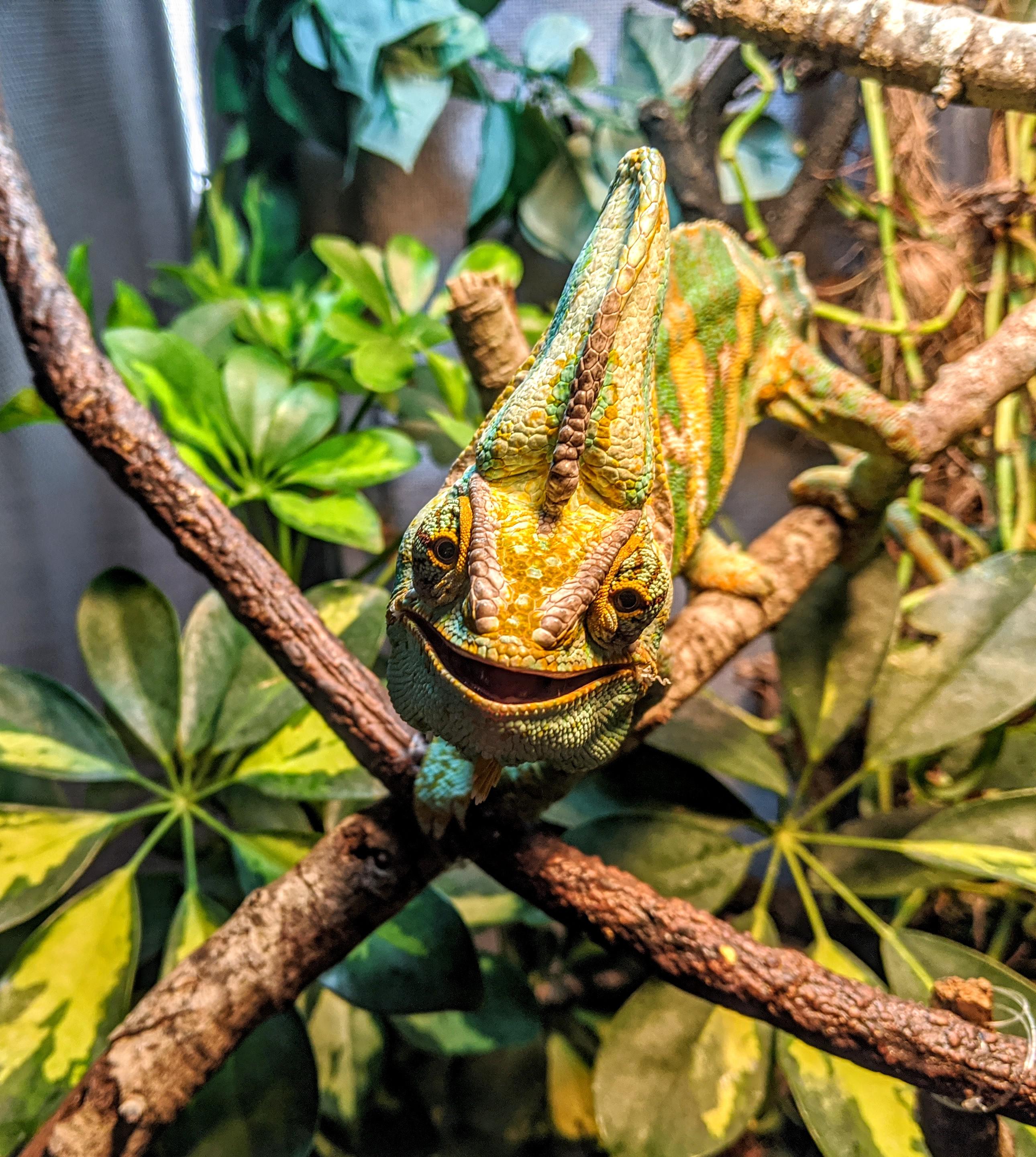 It's a bad day to be a cricket | Scrolller