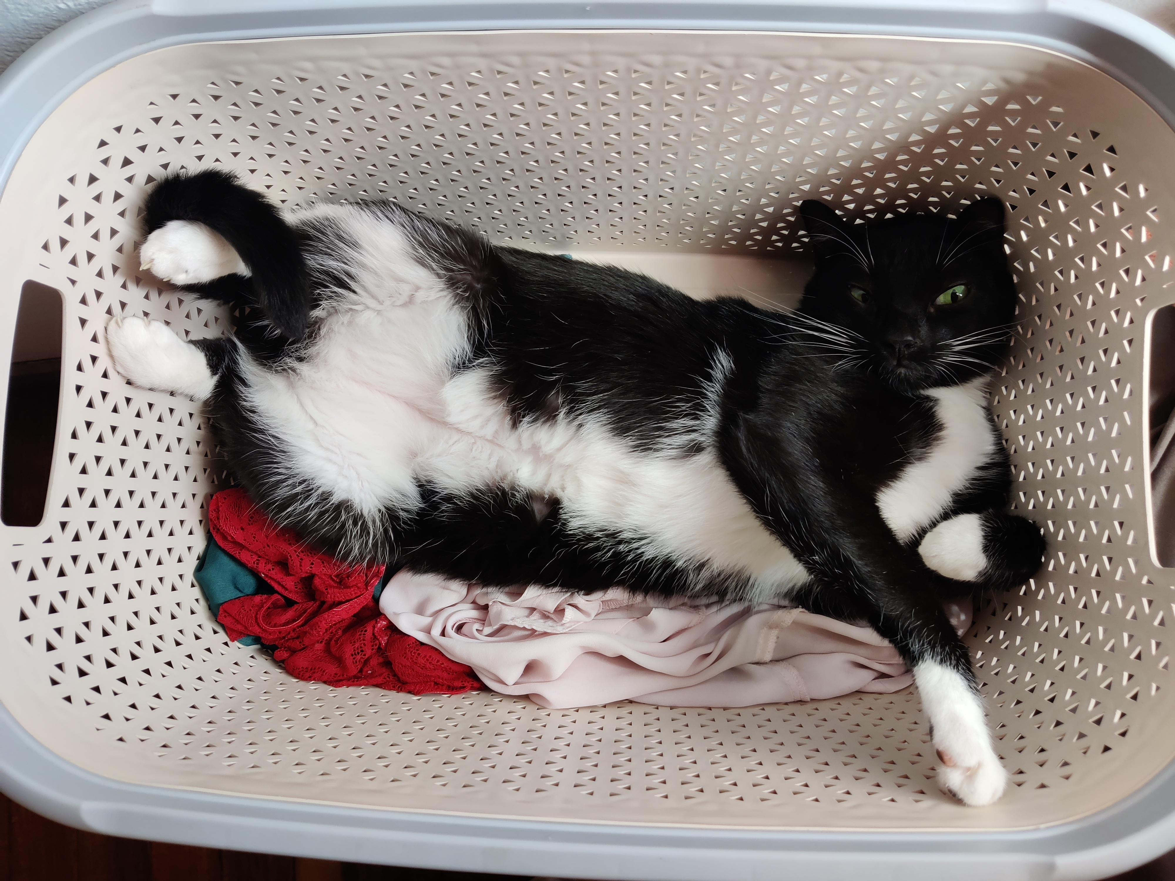 It's laundry day | Scrolller