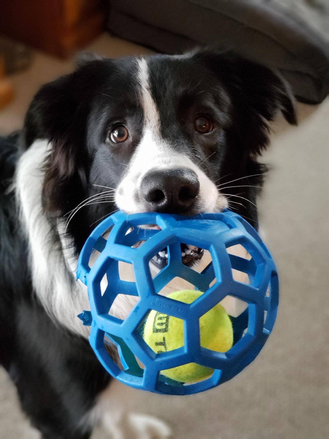 It's playtime!!! | Scrolller