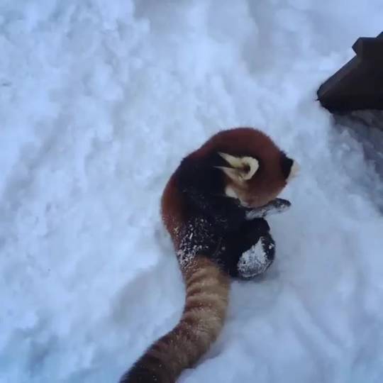 It's playtime for these two adorable red pandas | Scrolller