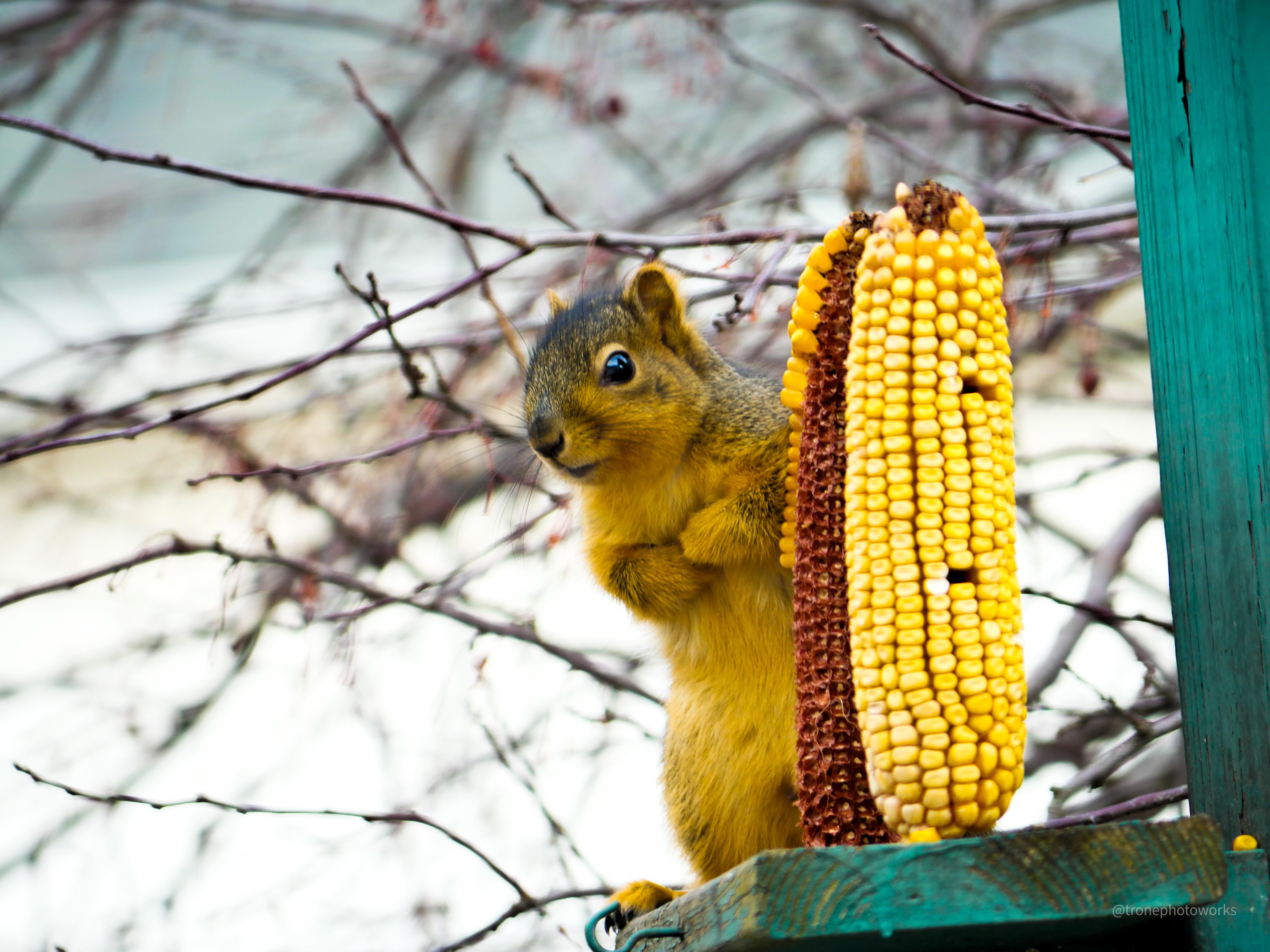 It's Squirrel Appreciation Day | Scrolller