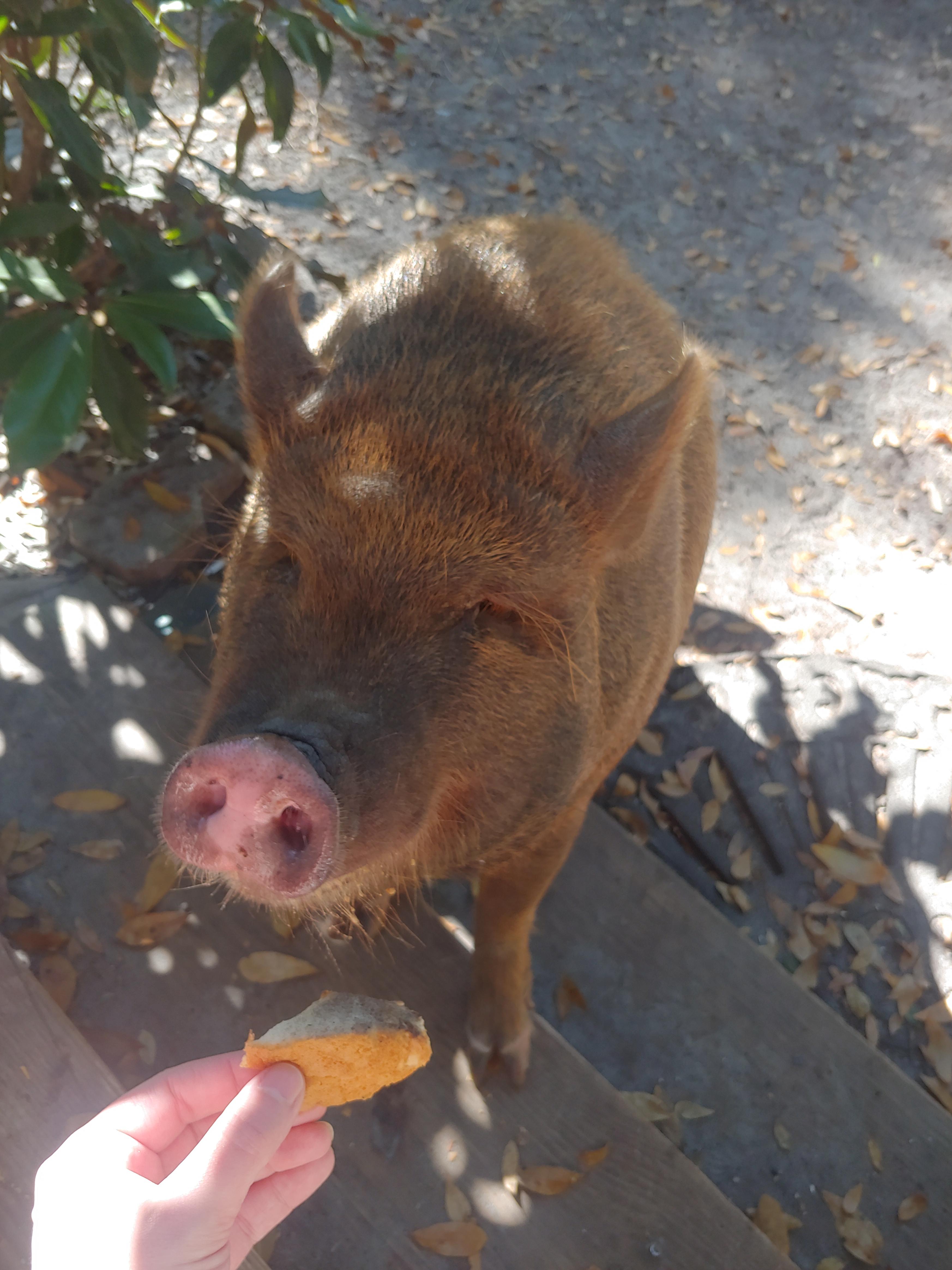 It's Thanksgiving for Pigs too! | Scrolller