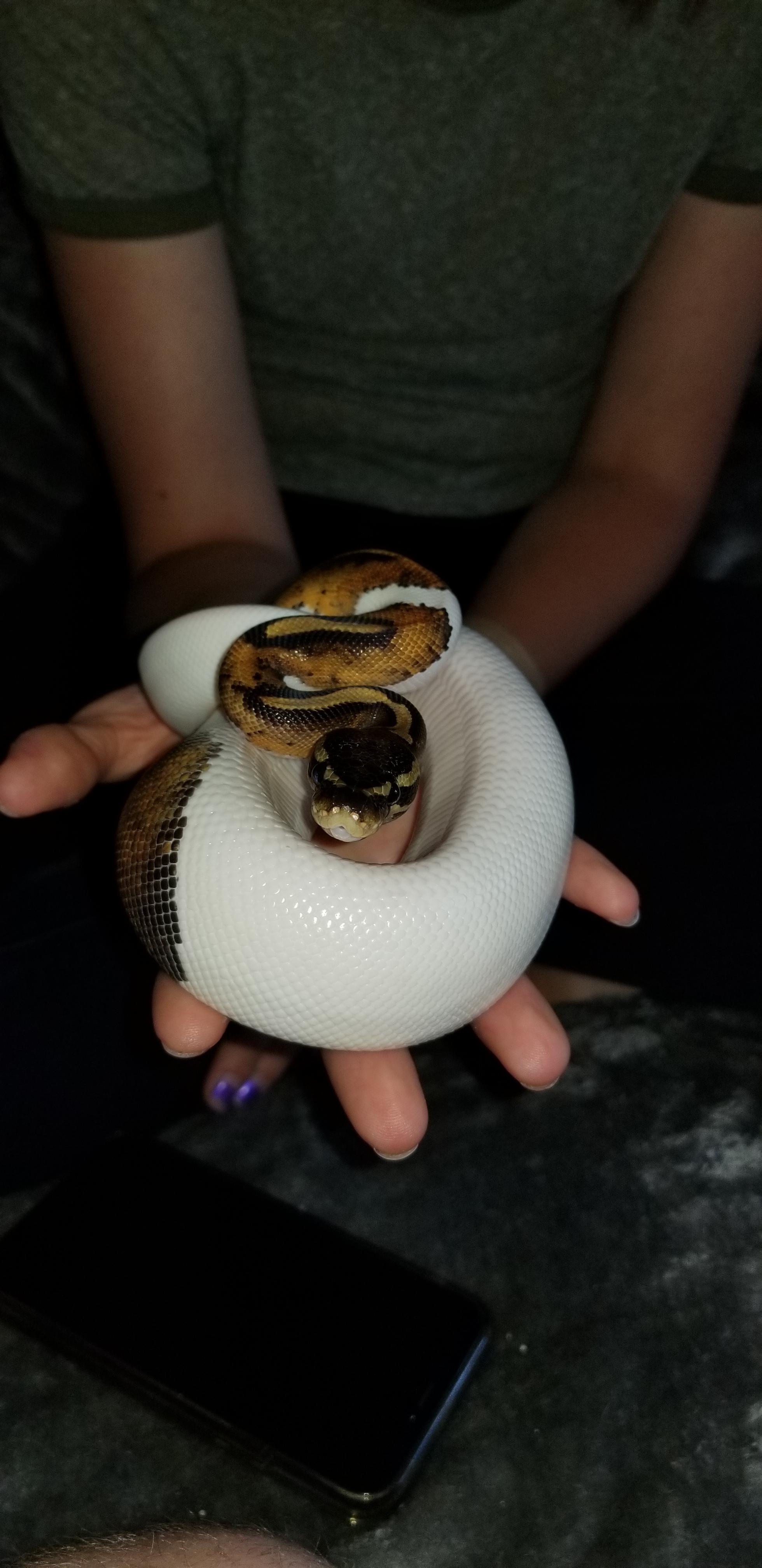 Ivan My Girlfriends New Pie Bald Python Scrolller 6723