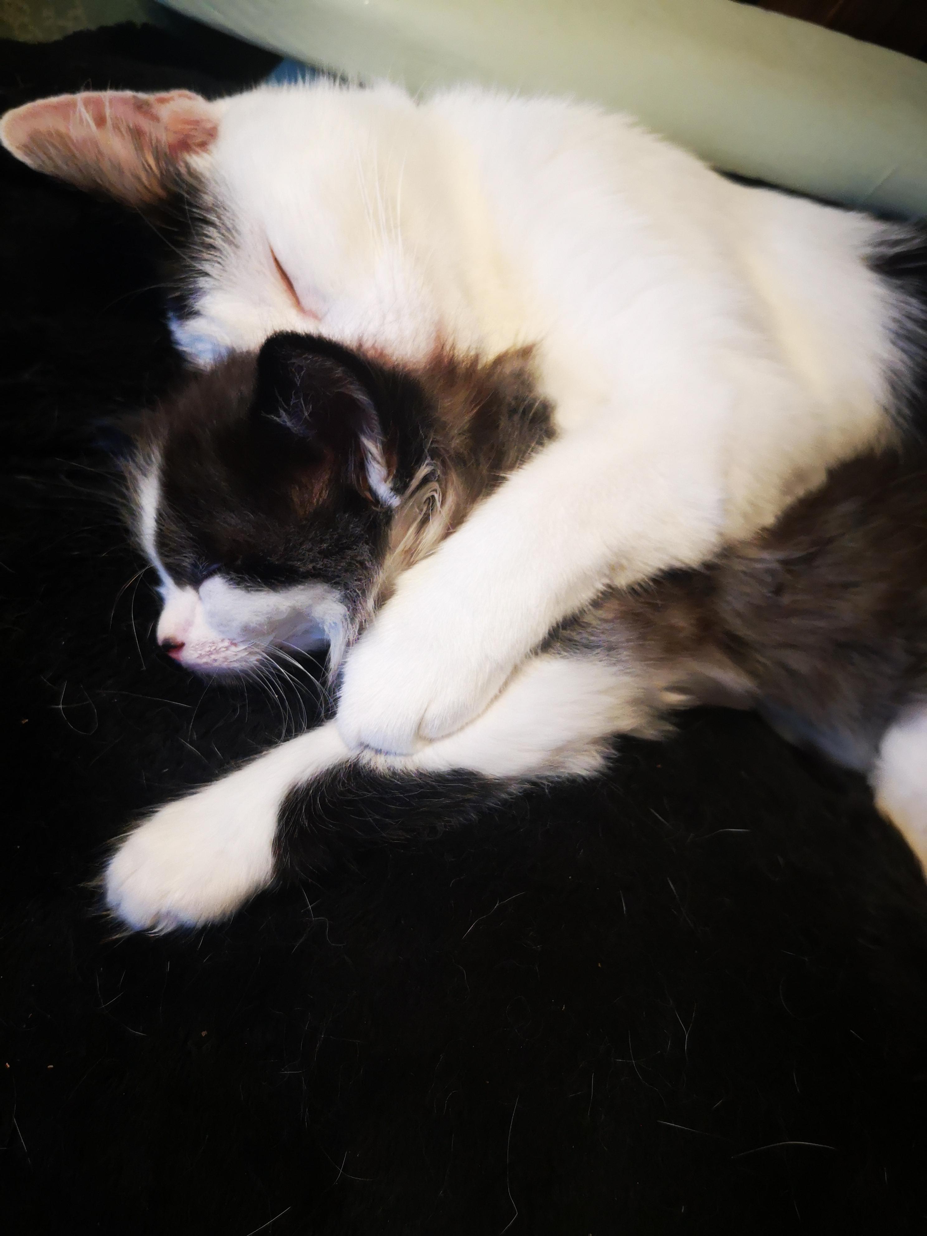 Izzy cat hugging her kitten Skittles :D | Scrolller